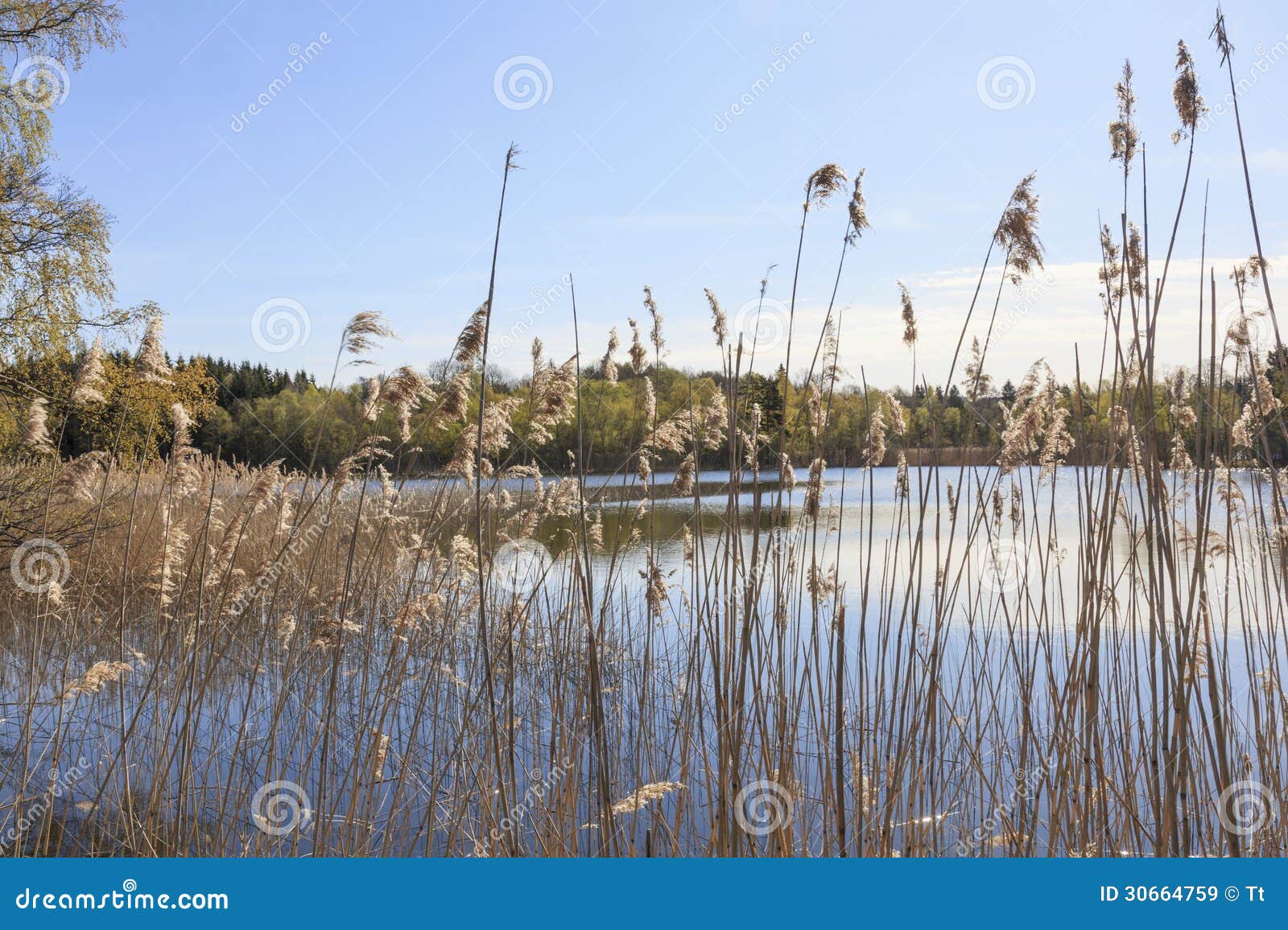 Reeds at the water edge stock image. Image of deciduous - 30664759