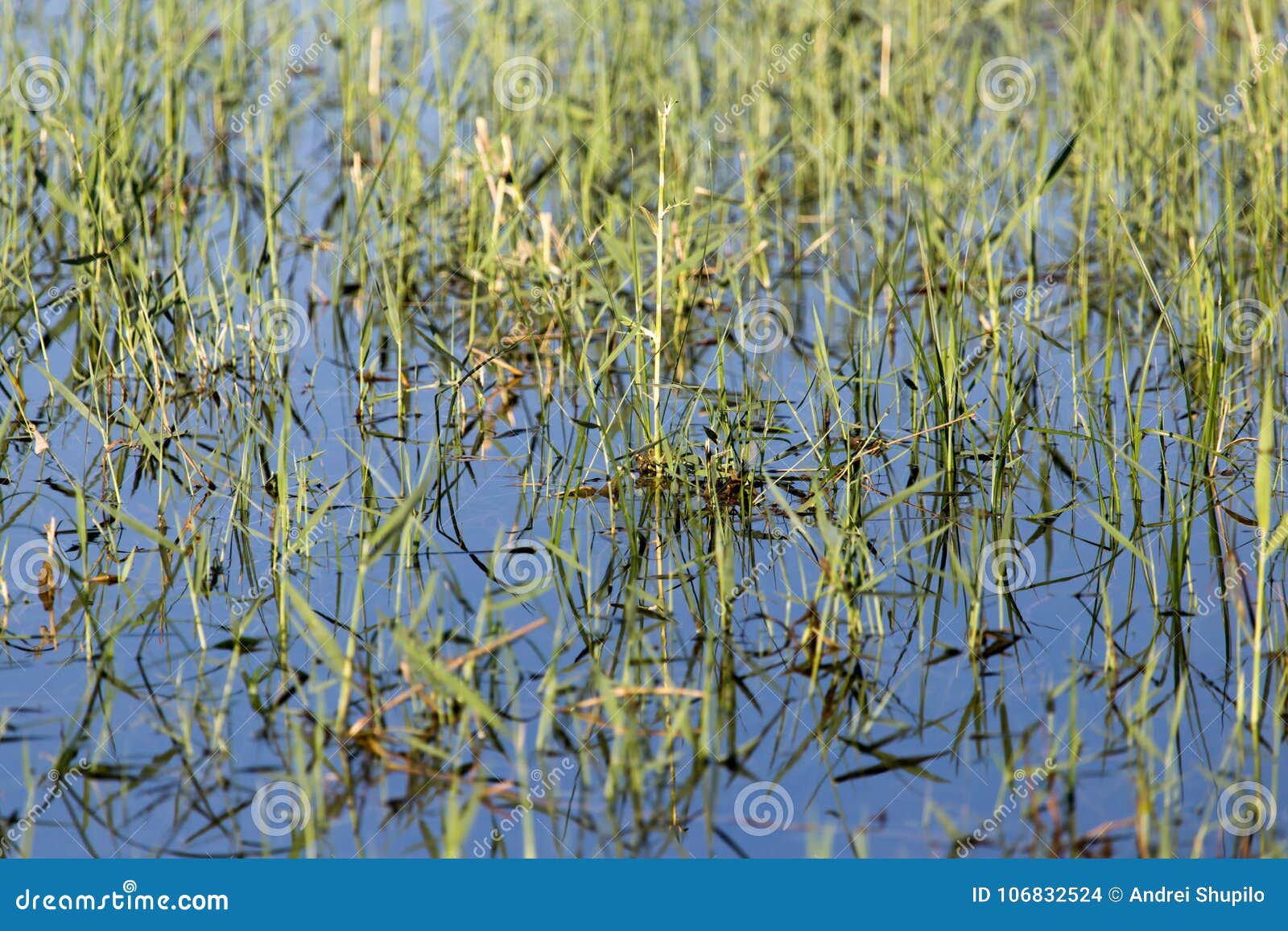Reeds on the Water in the Lake in Nature Stock Photo - Image of nature ...