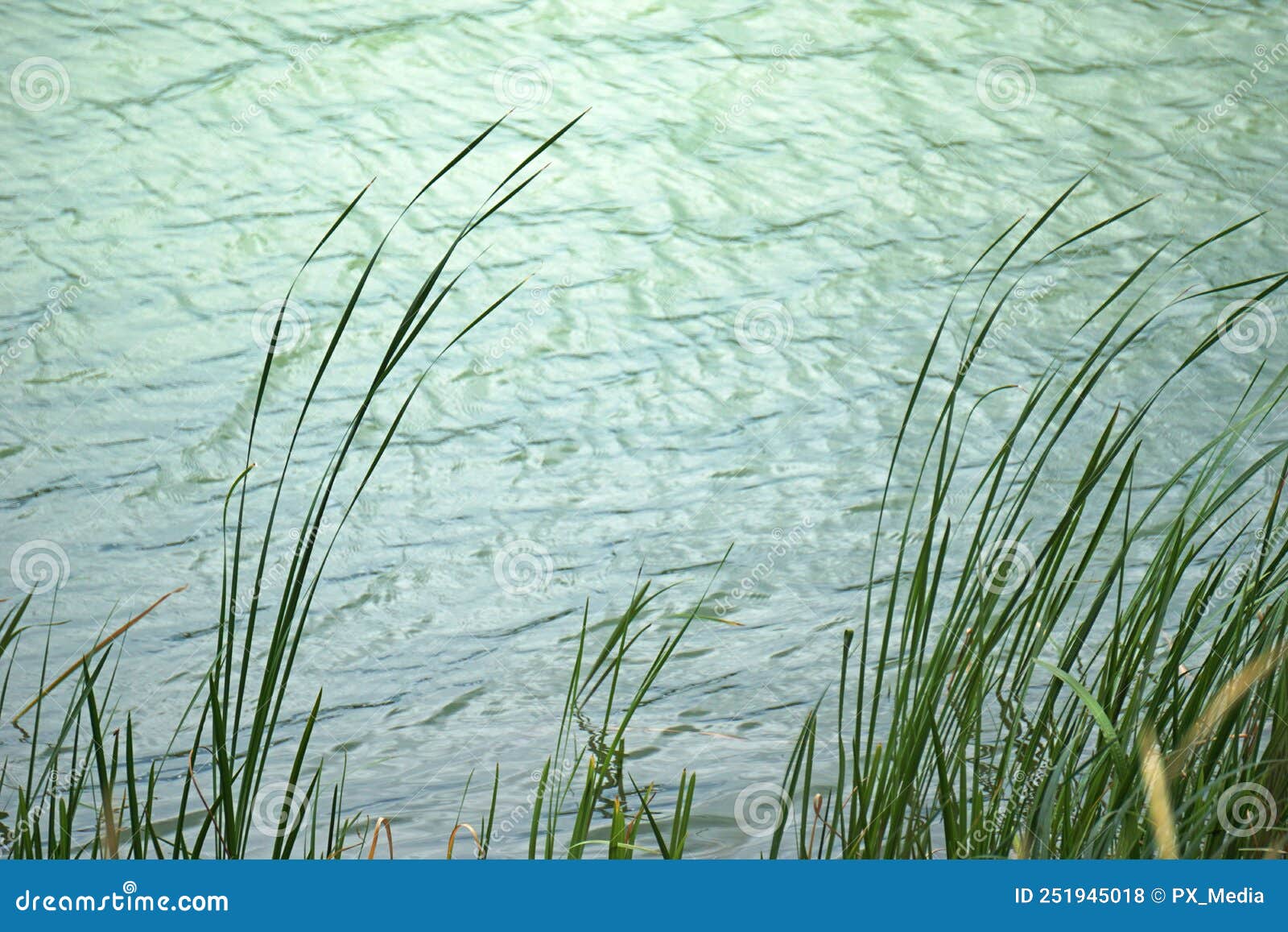 Reeds on Lake`s Edge. Water Surface on Second Plan Stock Photo - Image ...