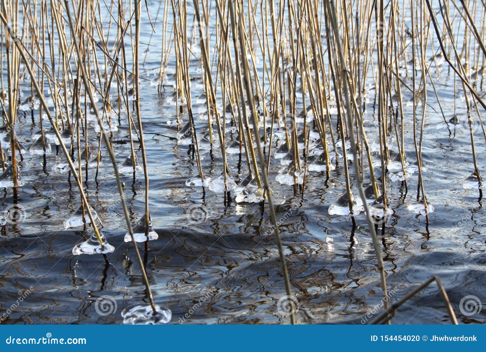 The Reeds in the Water Showing Ice at the Water Surface in Winter Stock ...