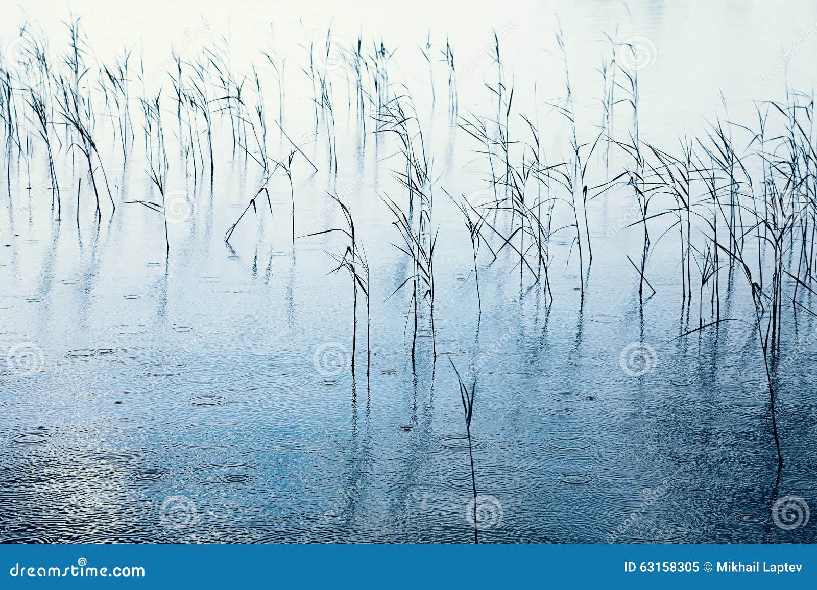Reeds in the water stock image. Image of purity, mist - 63158305