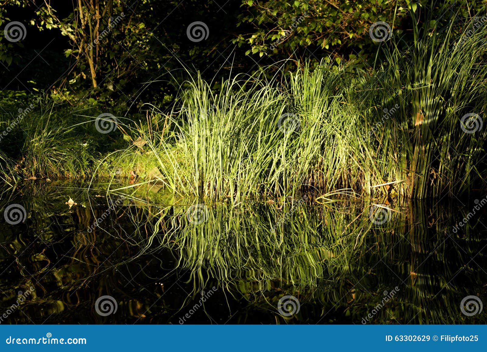 Reeds at the water stock image. Image of nature, clean - 63302629