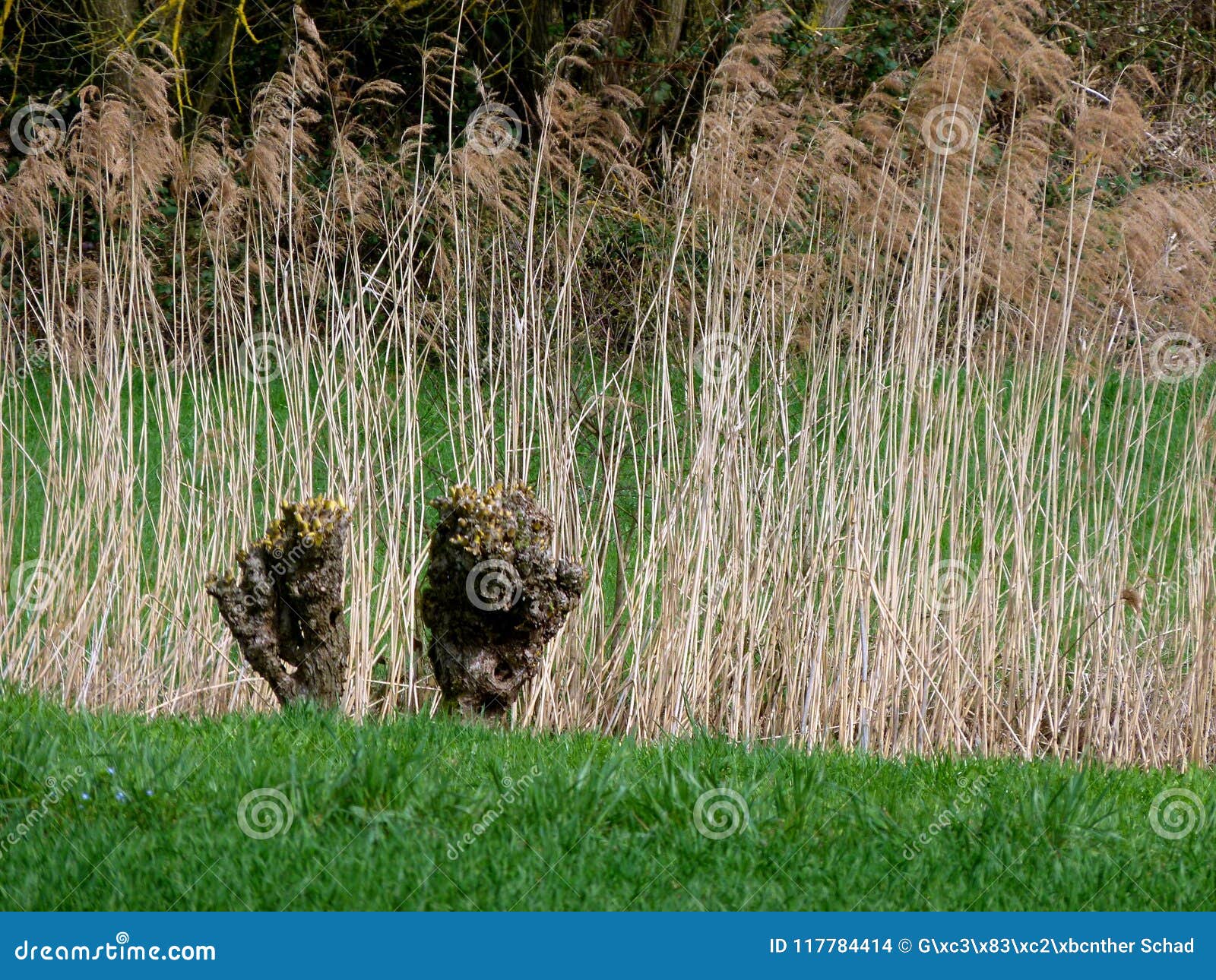 Reeds and Willow Trees at the Edge of the Meadow Stock Photo - Image of ...