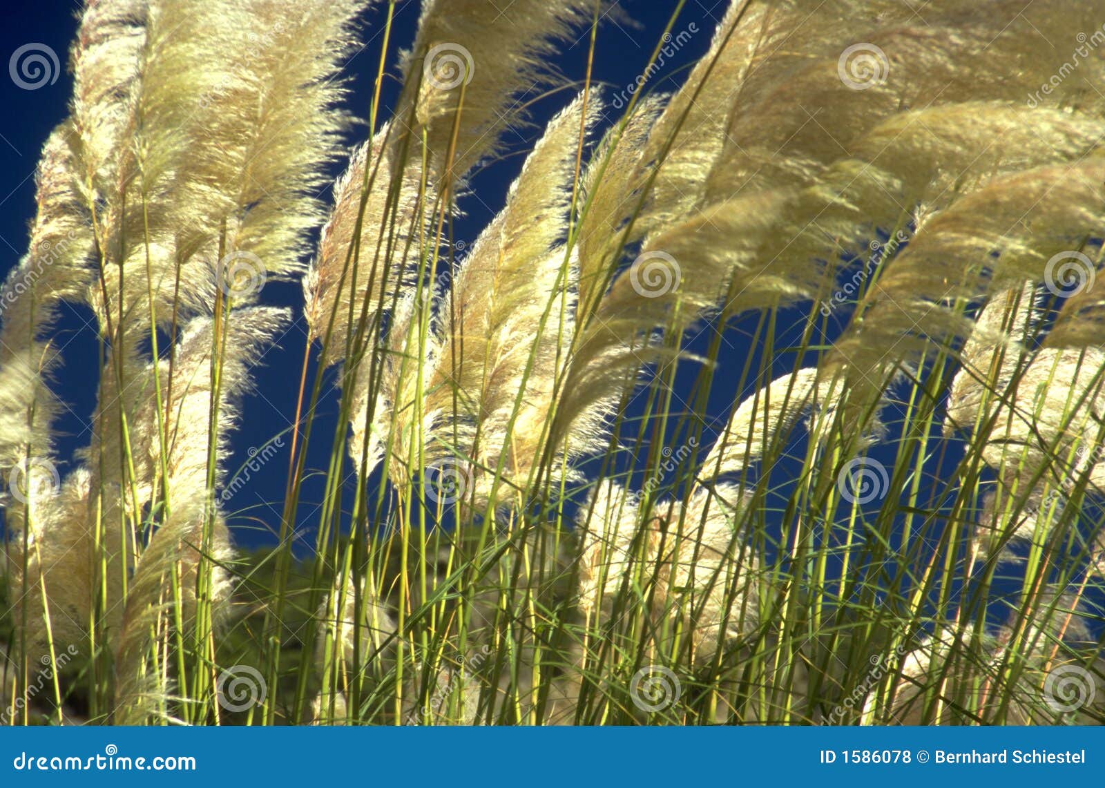 Reeds in the wind stock photo. Image of cattail, reed - 1586078