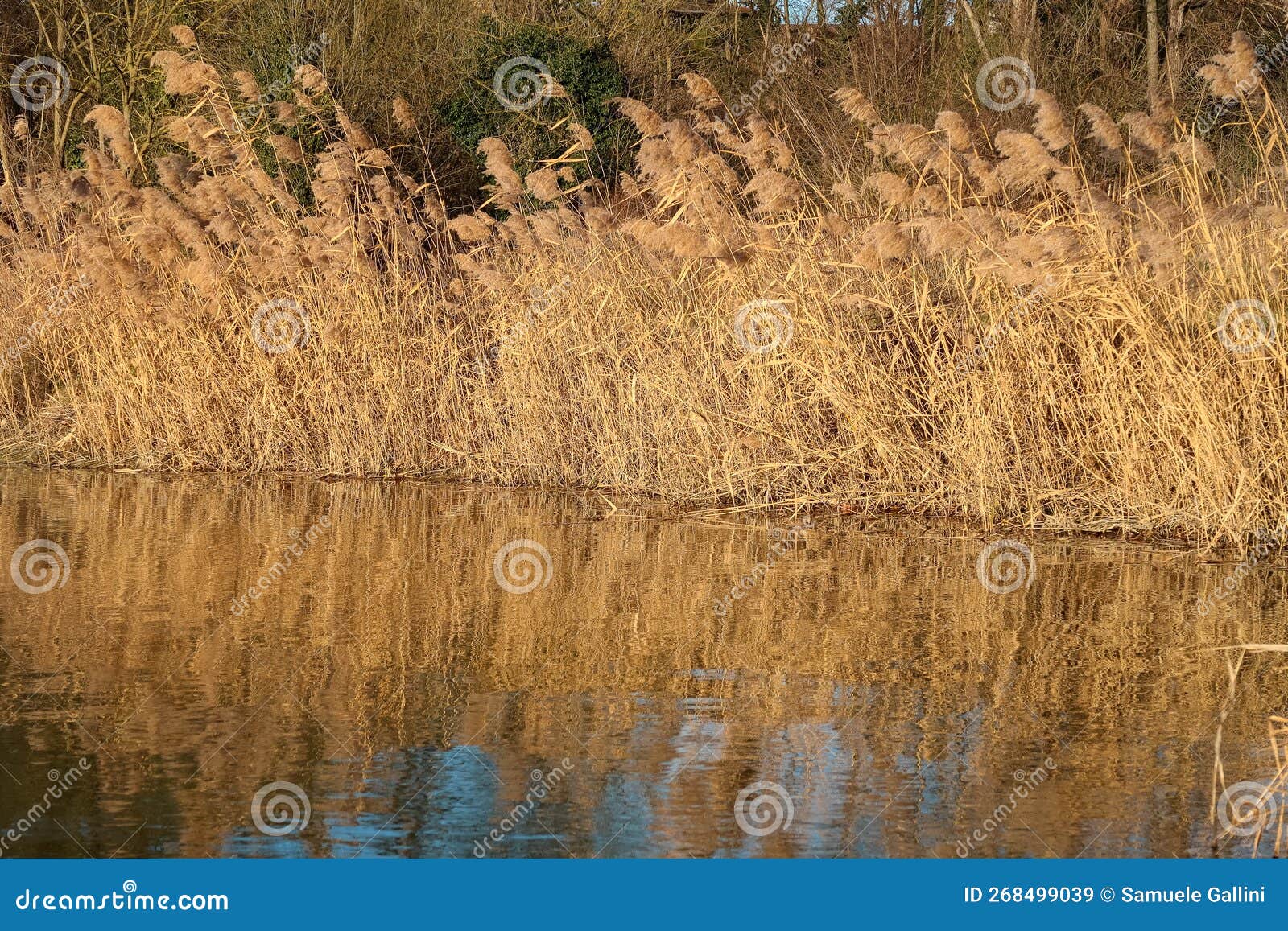 Reeds Wind Pond Lake Waving Sunset Light Sun Stock Image - Image of ...
