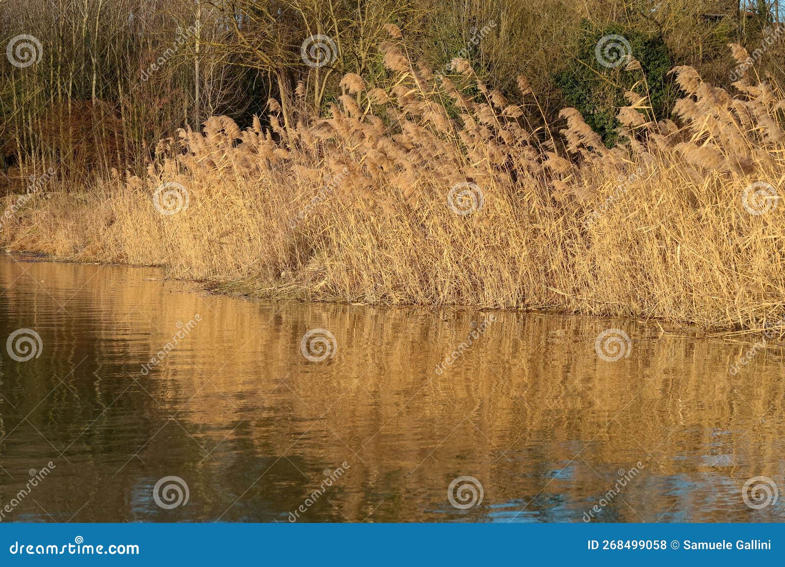 Reeds Wind Pond Lake Waving Sunset Light Sun Stock Photo - Image of ...