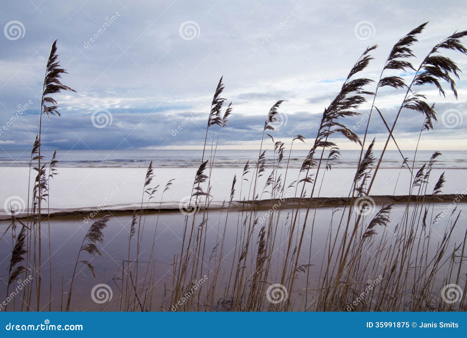 Reeds in winter. stock image. Image of frost, scenic - 35991875