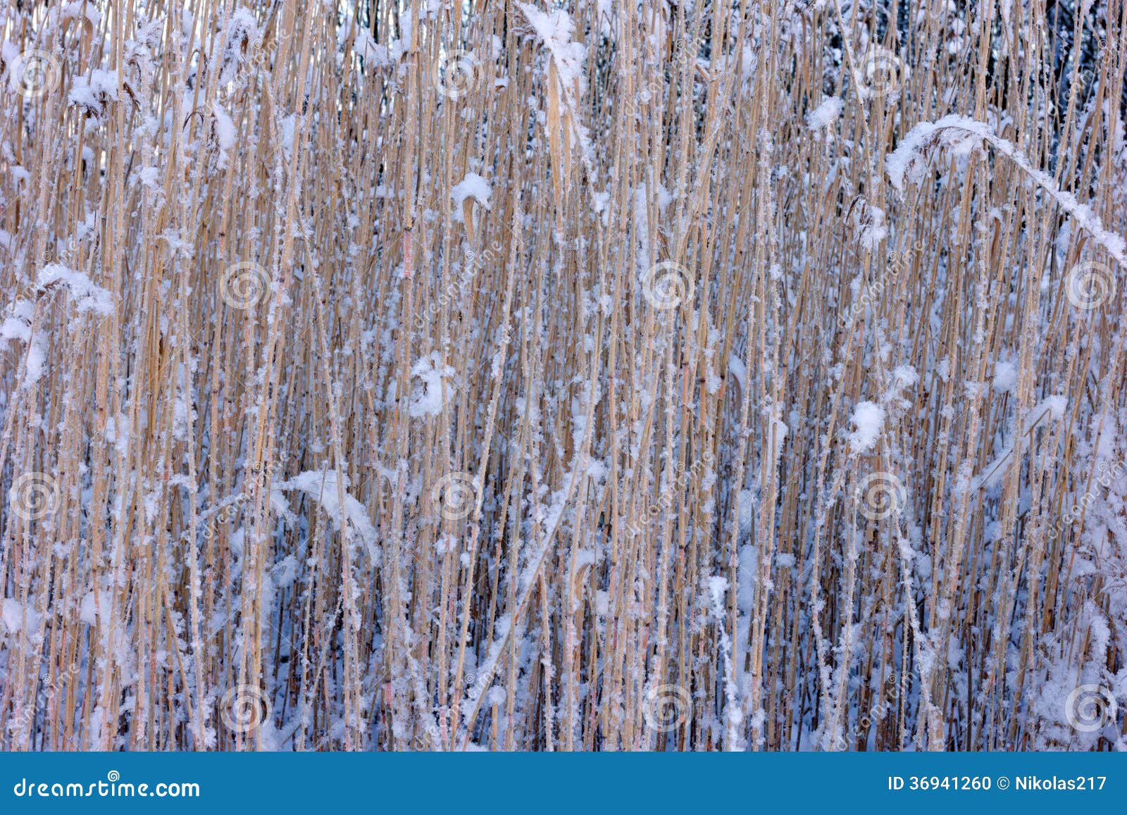 Reeds in winter stock photo. Image of macro, land, scene - 36941260