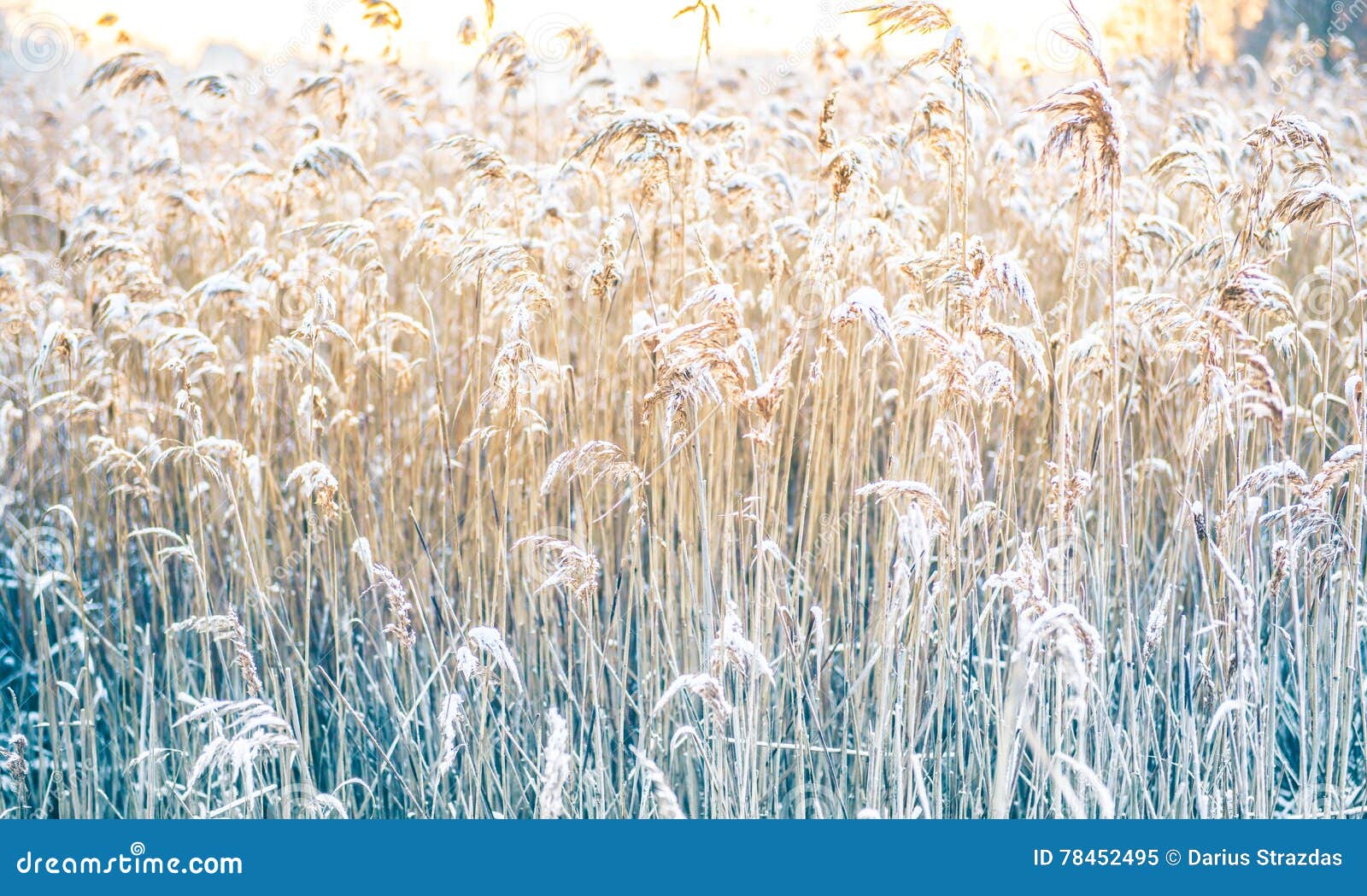 Reeds in winter frost stock image. Image of snow, beautiful - 78452495