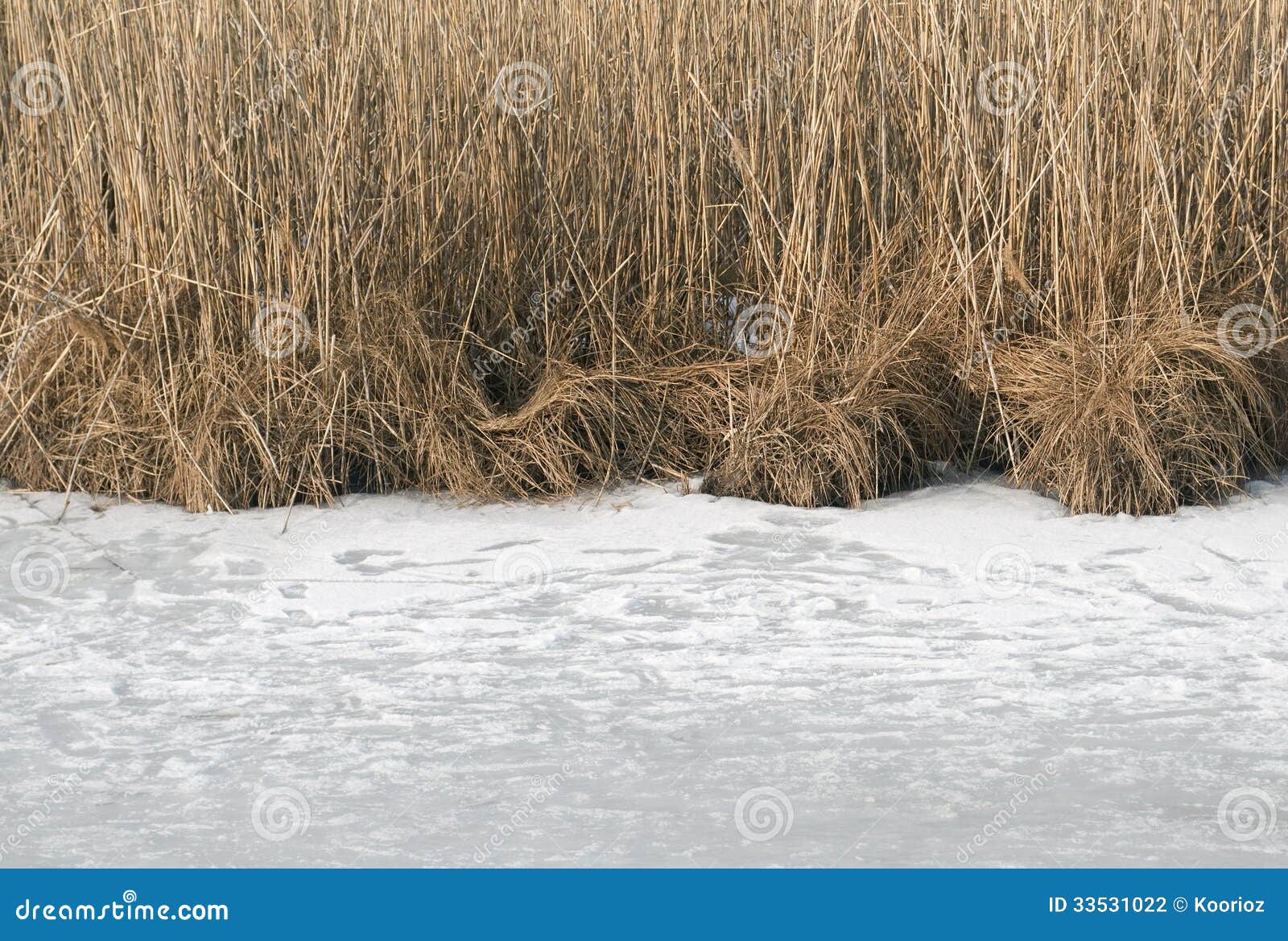 Reeds in winter stock photo. Image of horizontal, water - 33531022