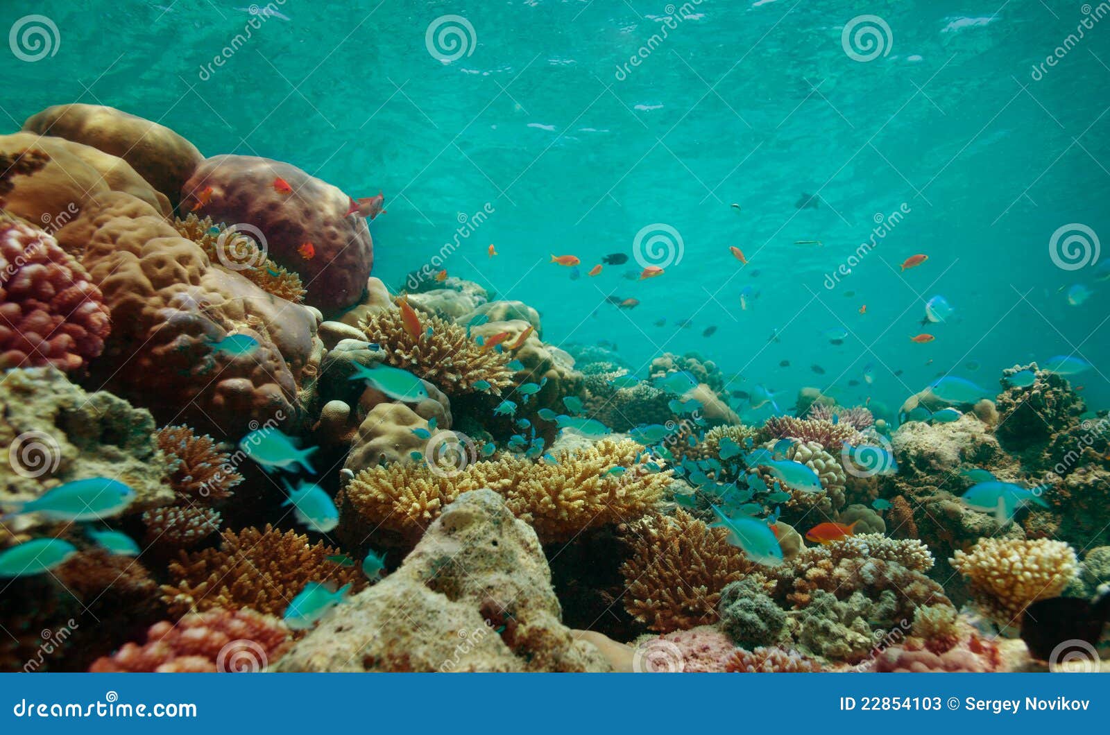The reef stock image. Image of natural, environment, beautiful - 22854103