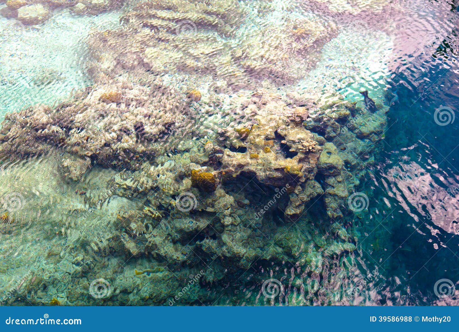 Reef from Above Water stock photo. Image of blue, diving - 39586988
