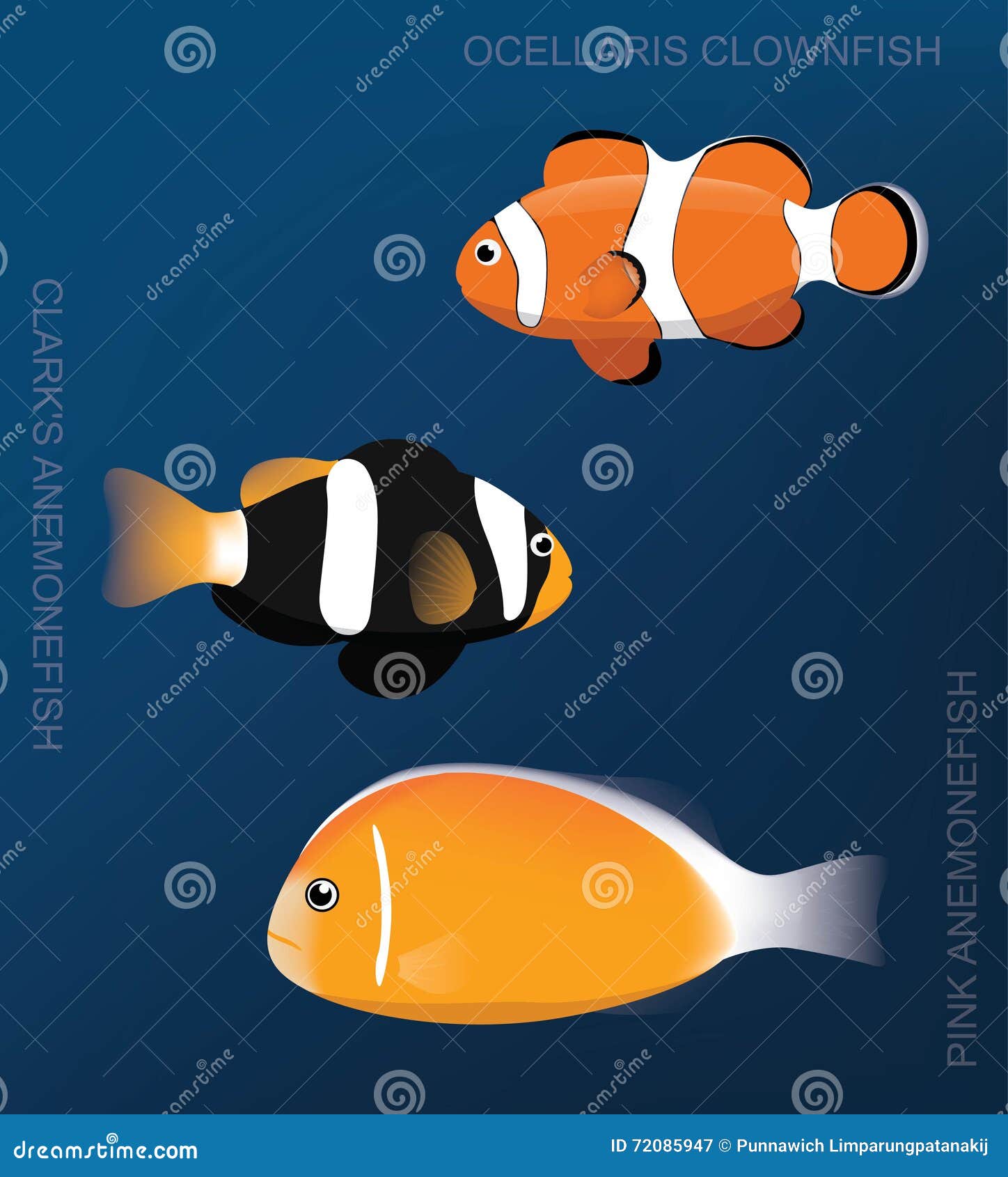 Reef Anemonefish Set Cartoon Vector Illustration Stock Vector ...