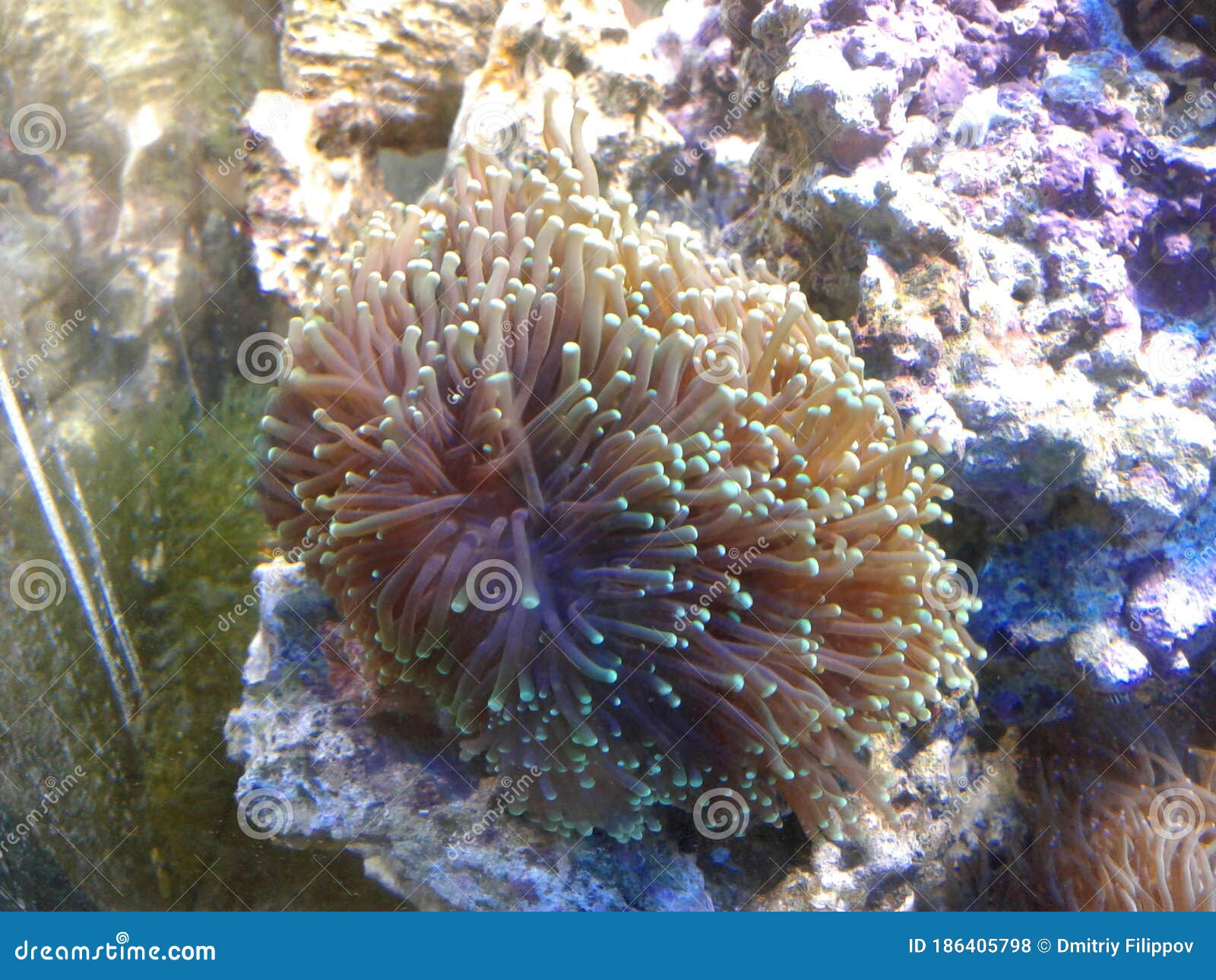 Reef aquarium polip stock photo. Image of polip, aquarium - 186405798