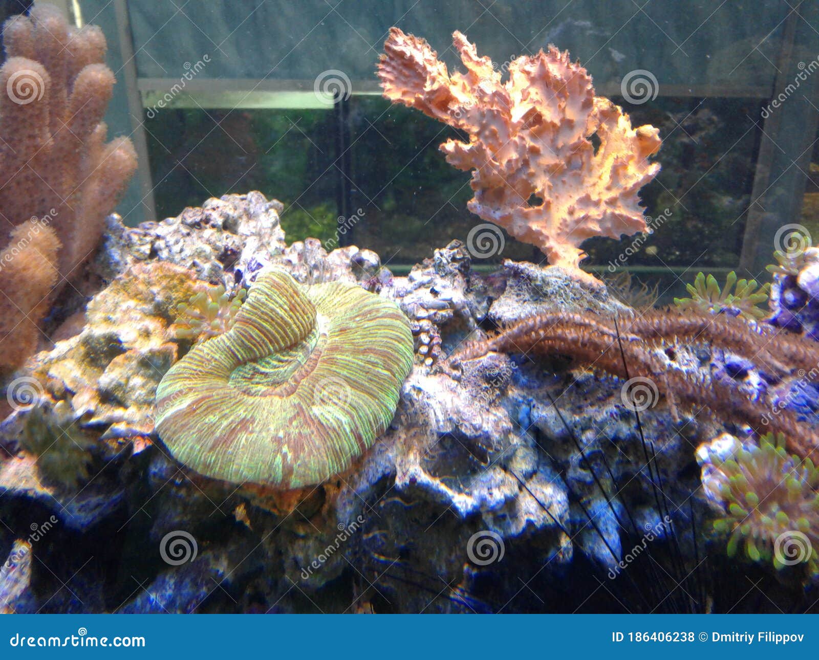 Reef aquarium polip stock photo. Image of seafood, wildlife - 186406238