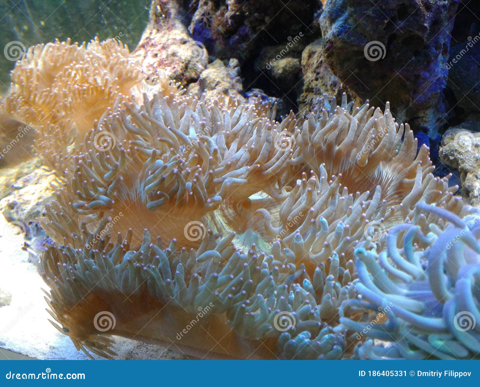 Reef aquarium polip stock image. Image of organism, jellyfish - 186405331
