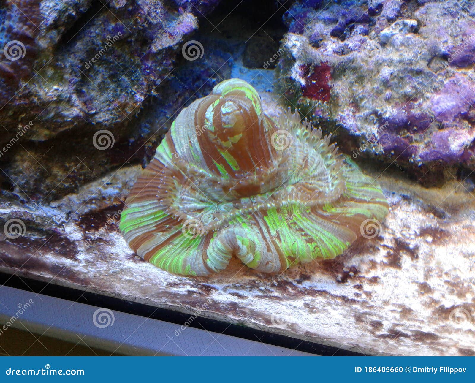 Reef aquarium polip stock photo. Image of polip, coral - 186405660