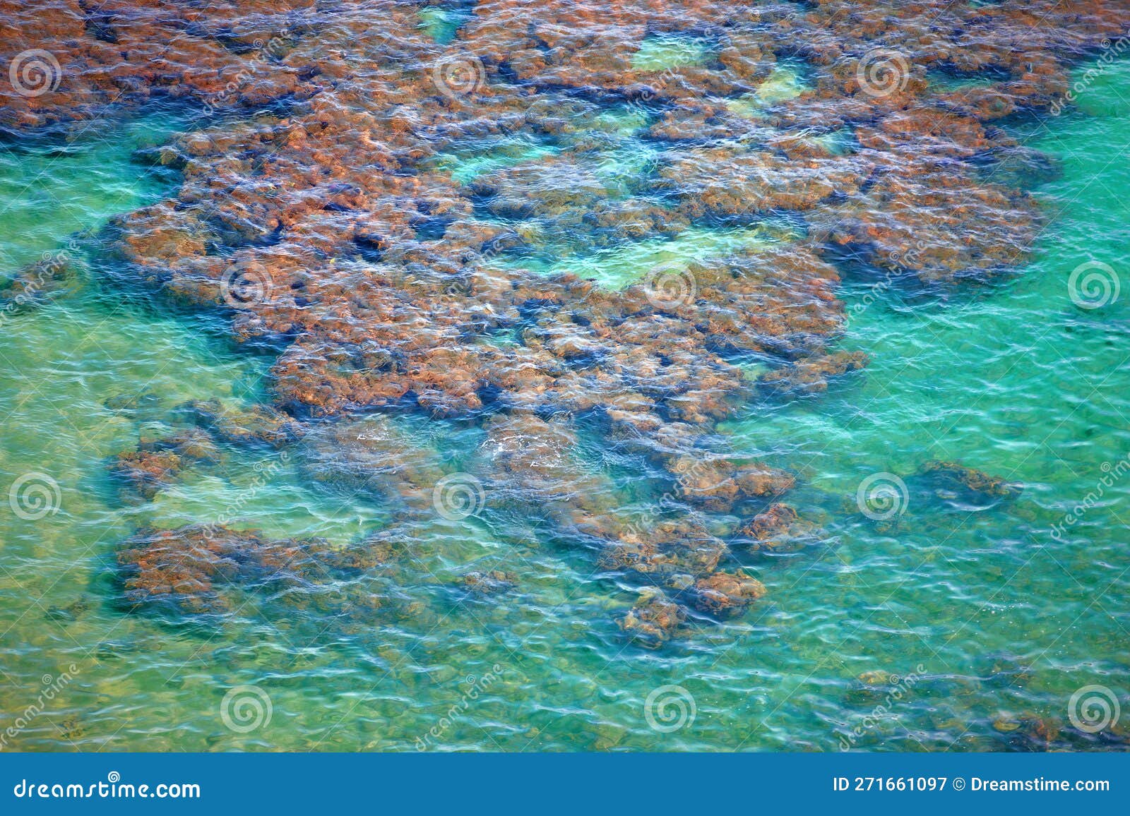 Reef Beneath the Clear Water. a Reef Under a Clear Ocean Surface. Stock ...