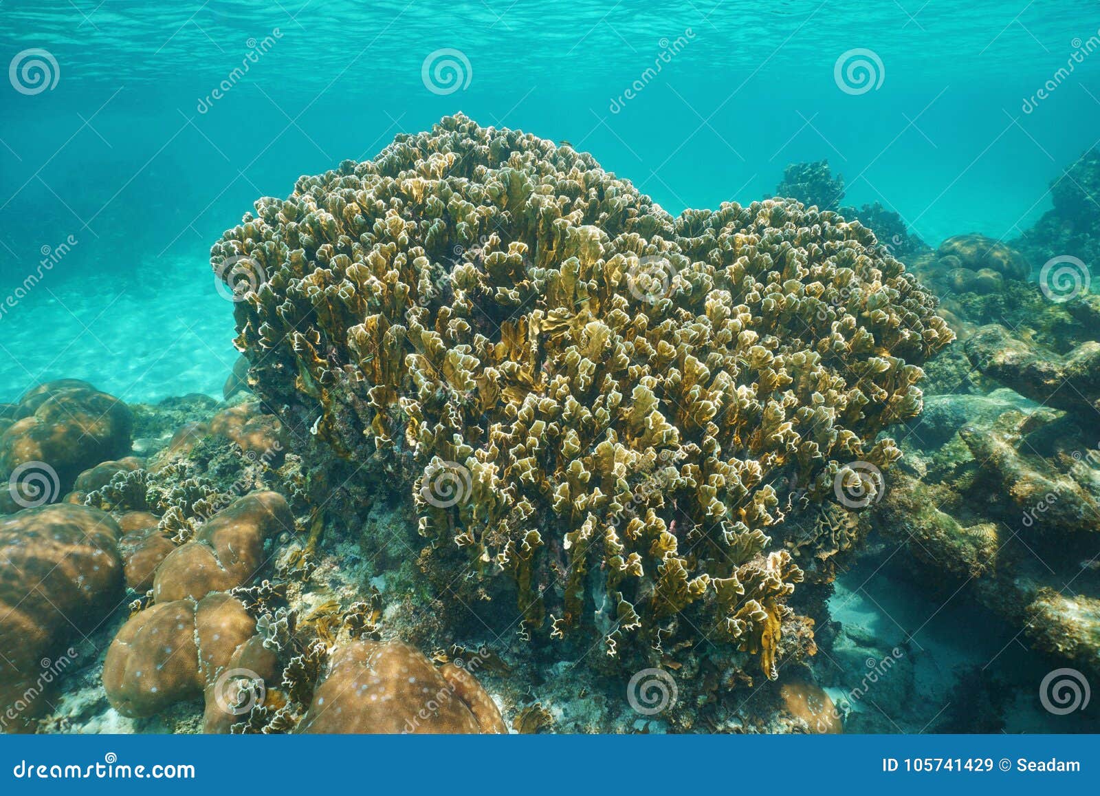 Reef Blade Fire Coral Millepora Complanata Stock Image - Image of ...