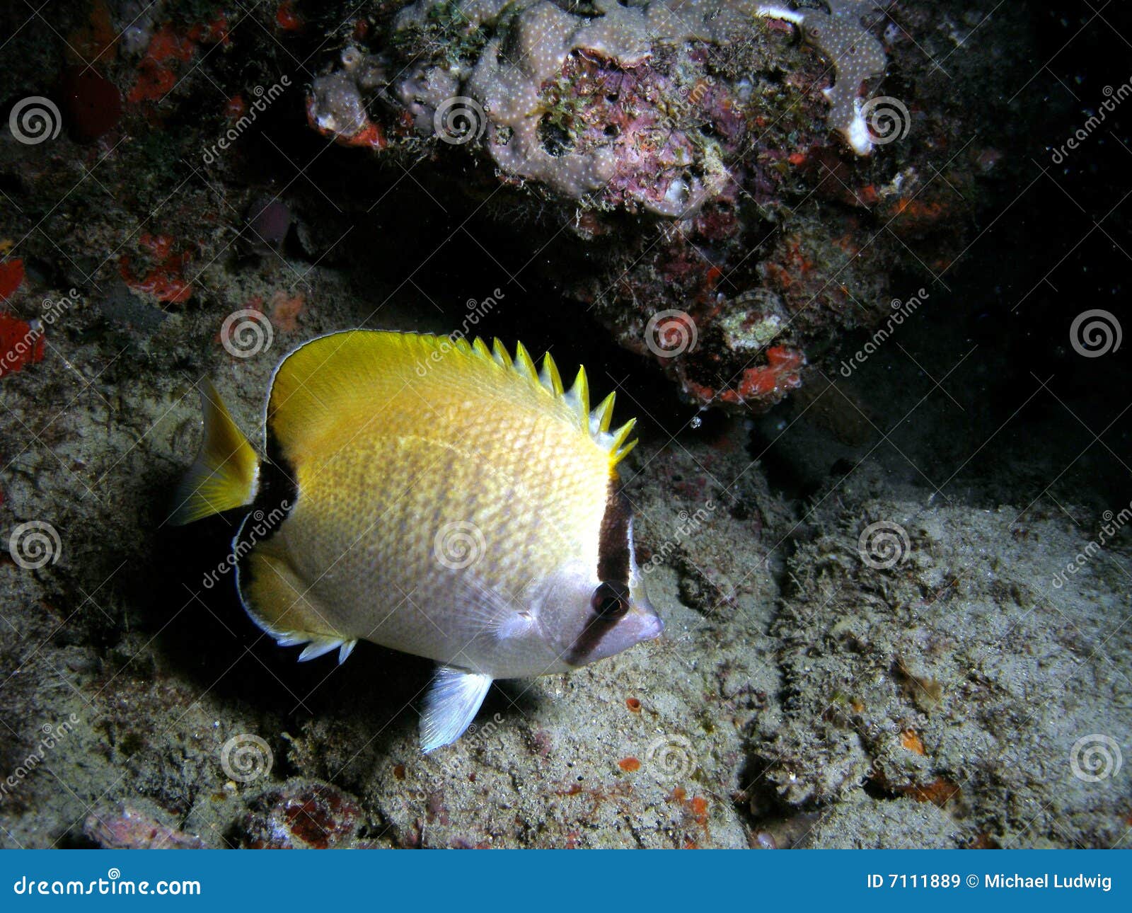 Reef Butterflyfish stock image. Image of fish, brain, beach - 7111889