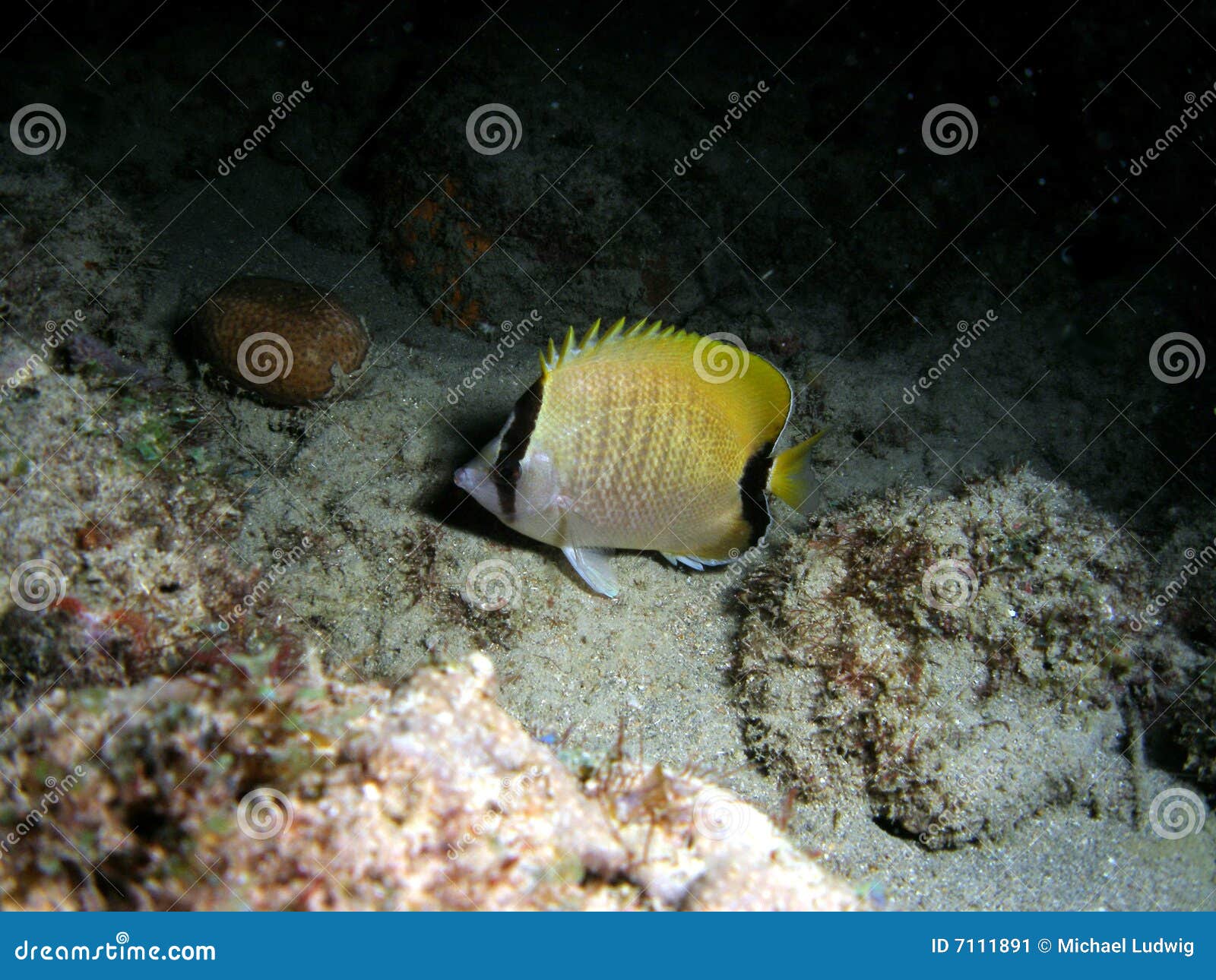Reef Butterflyfish stock image. Image of adventure, aqua - 7111891
