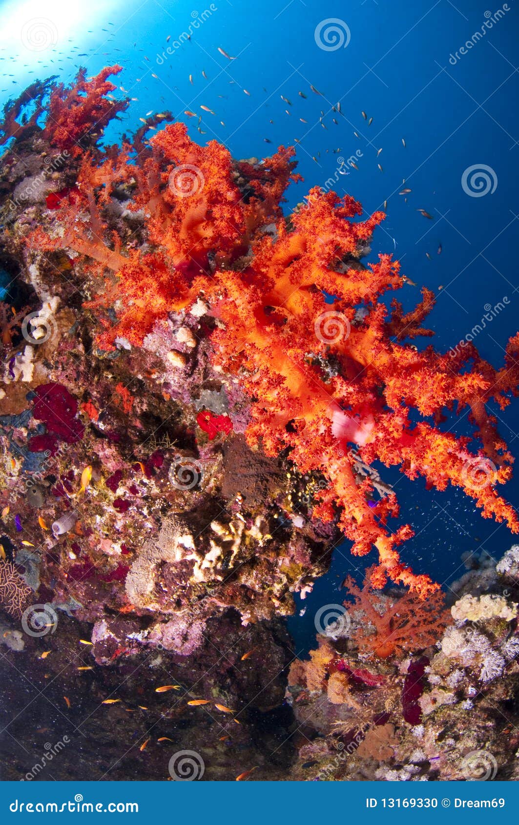 Reef and Colored Corals, Red Sea Stock Photo - Image of mask, diver ...