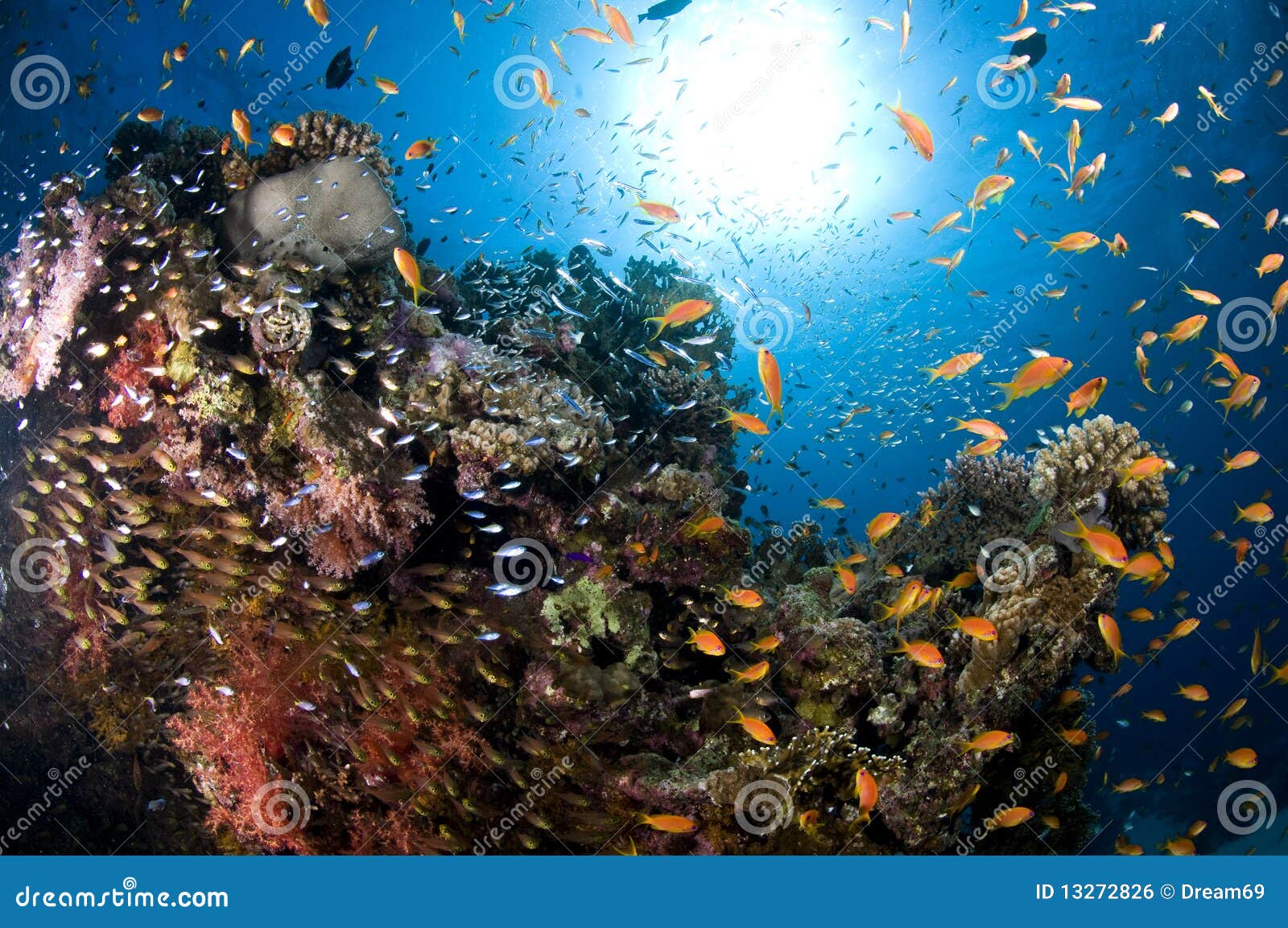 Reef and Colored School of Fish Stock Photo - Image of nature, anthias ...