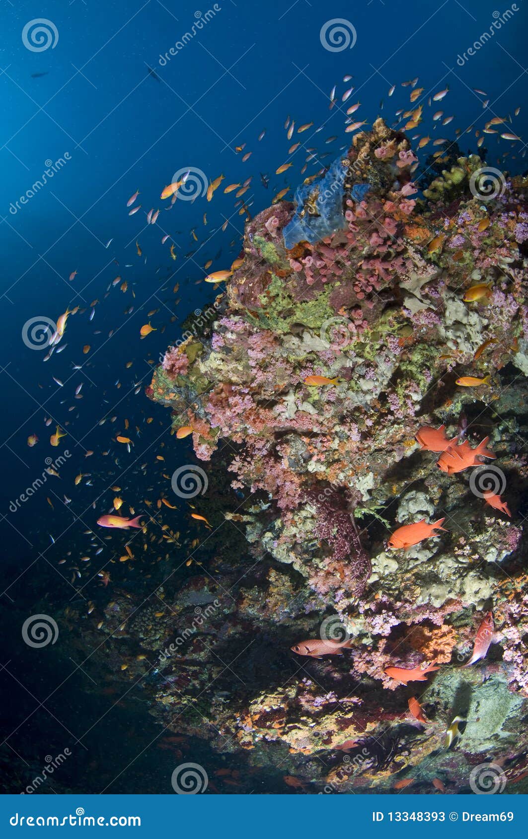 Reef and Colored School of Fish Stock Image - Image of tourism, anthias ...