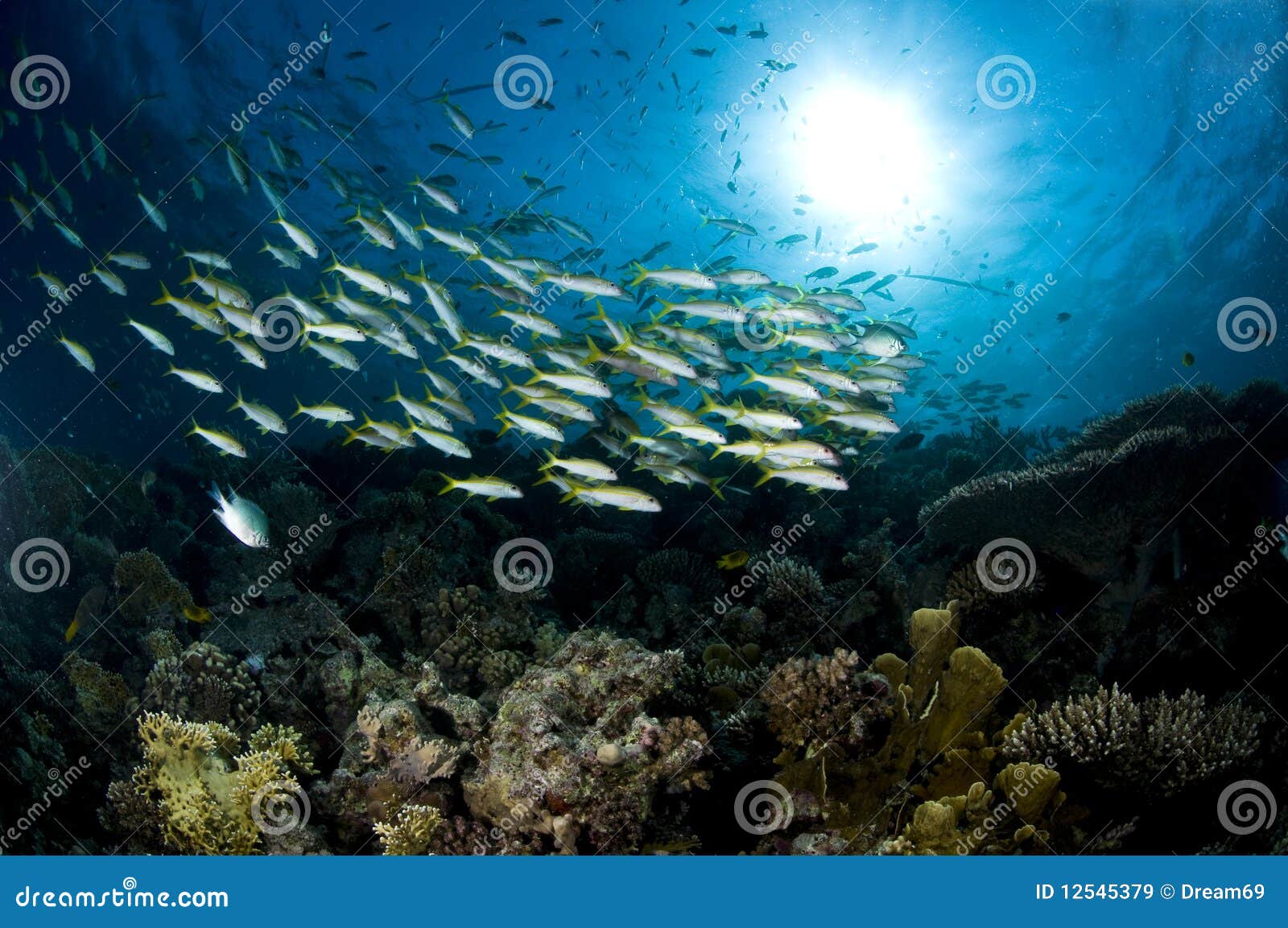 Reef and Colored School of Fish, Red Sea Stock Image - Image of anthias ...