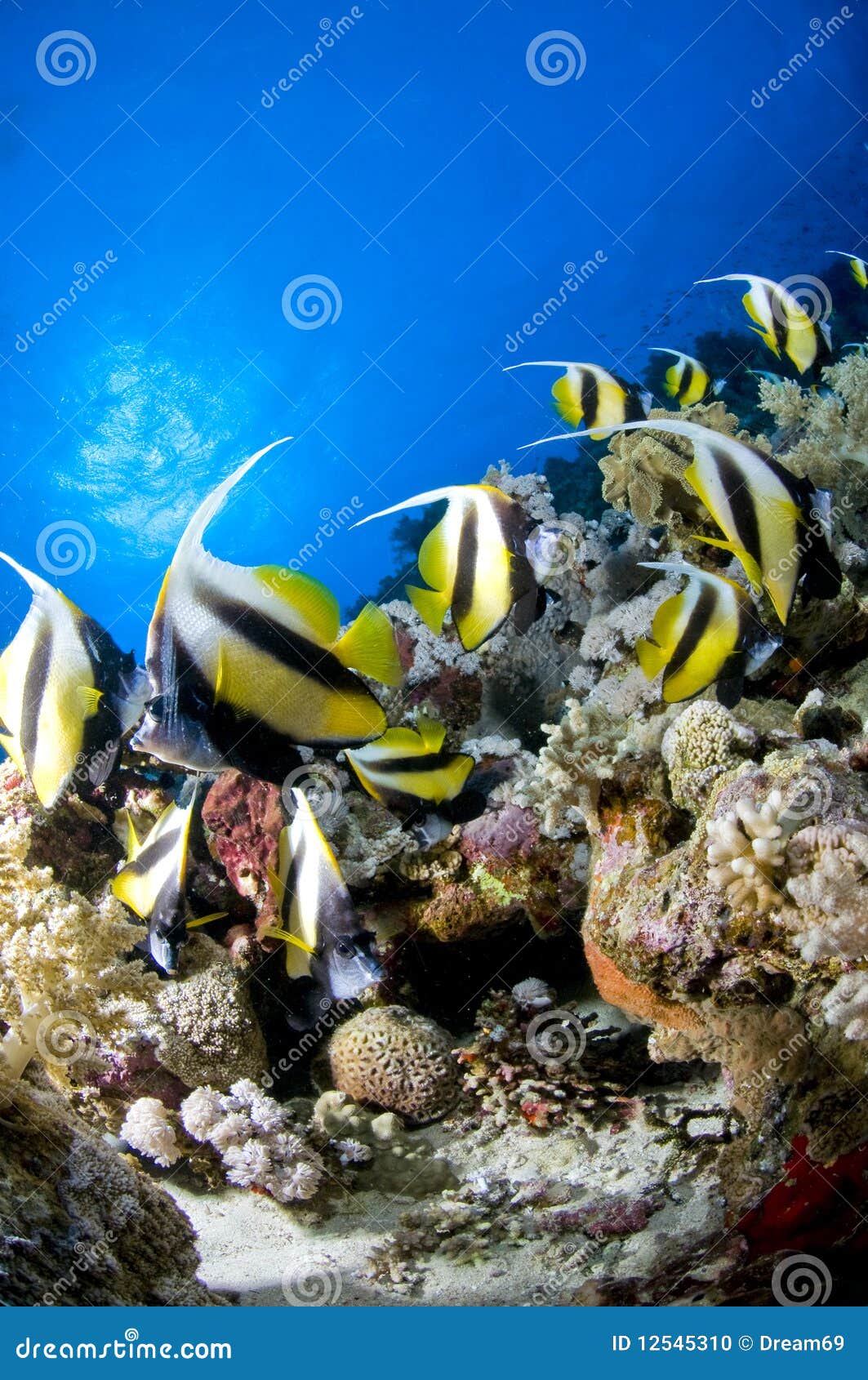 Colourful School Of Fish
