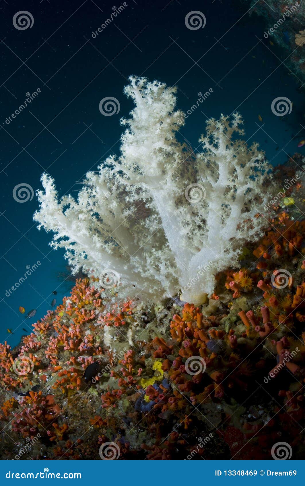 Reef, colored soft coral stock image. Image of calm, soft - 13348469
