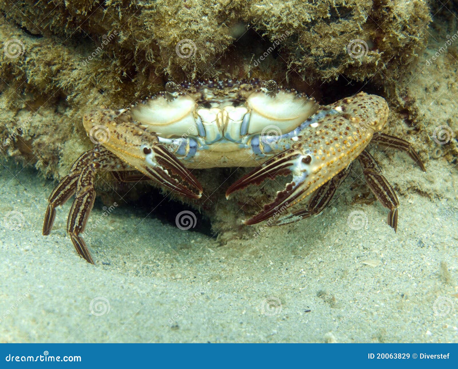 Reef Crab - Callinectes Sp. Stock Image - Image of scuba, fishy: 20063829