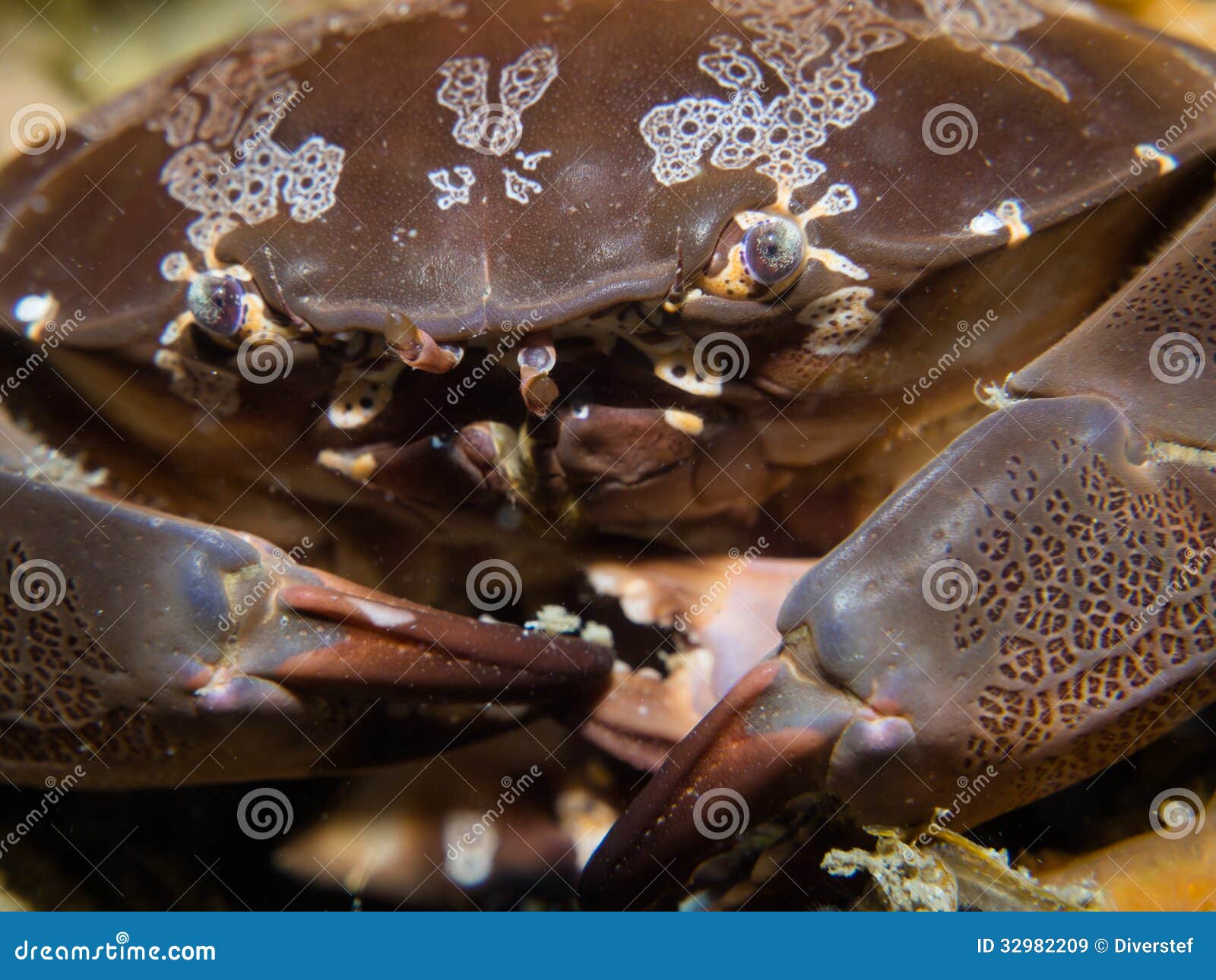 Reef Crab - Callinectes Sp. Stock Image - Image of shell, fish: 32982209