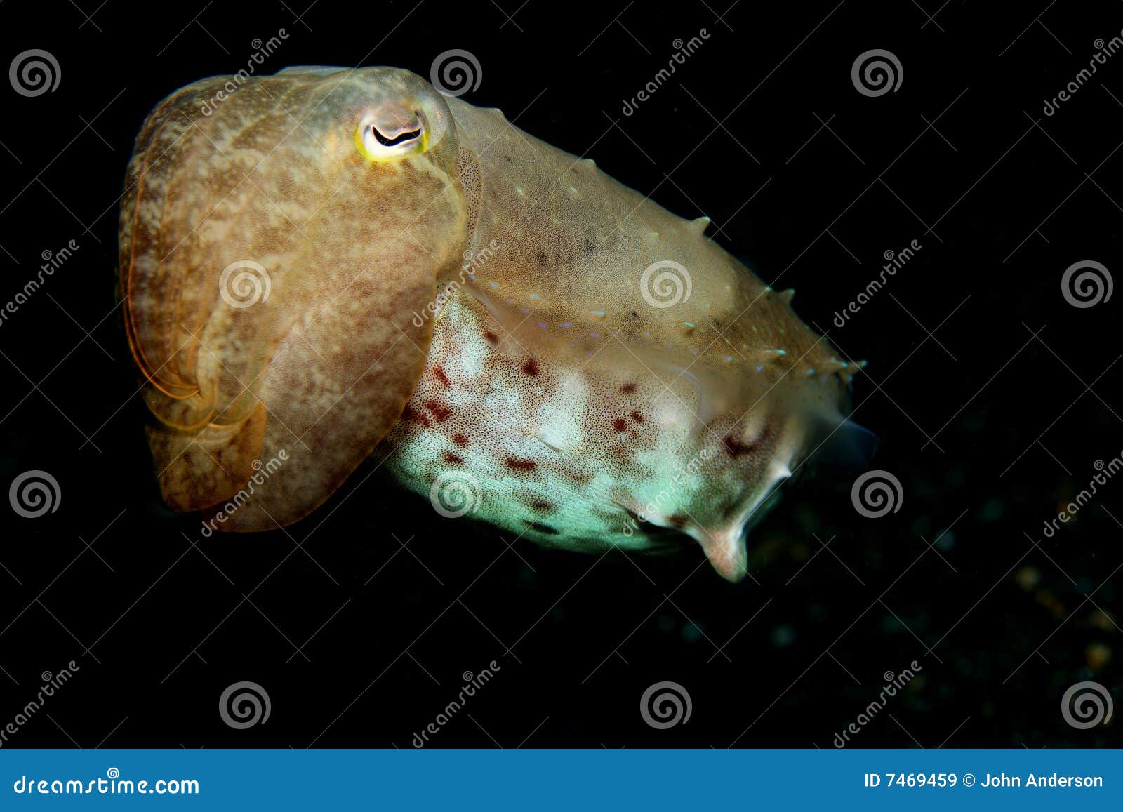 Reef cuttlefish stock image. Image of beauty, cuttlefish - 7469459