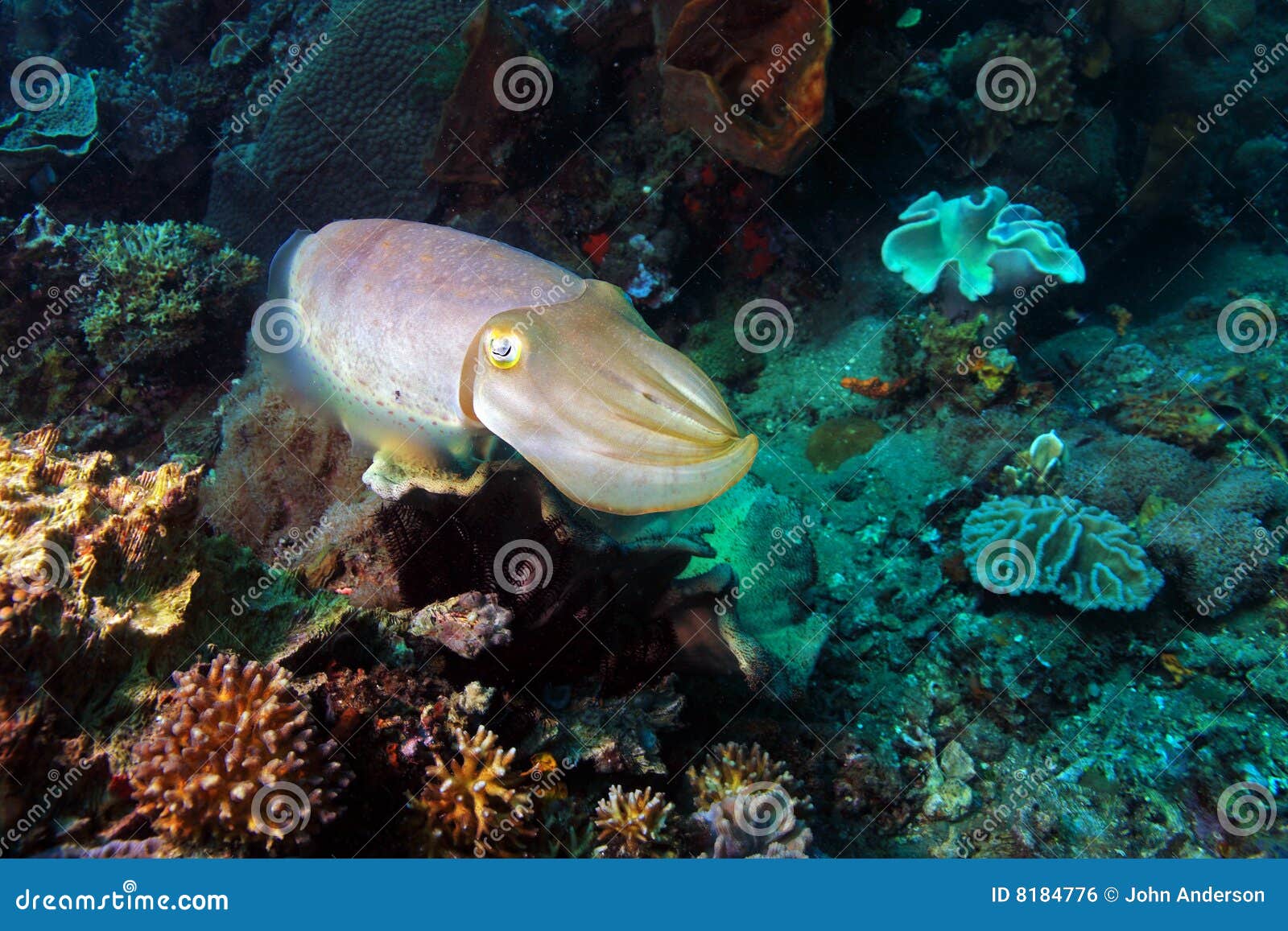 Reef cuttlefish stock photo. Image of coral, indonesia - 8184776