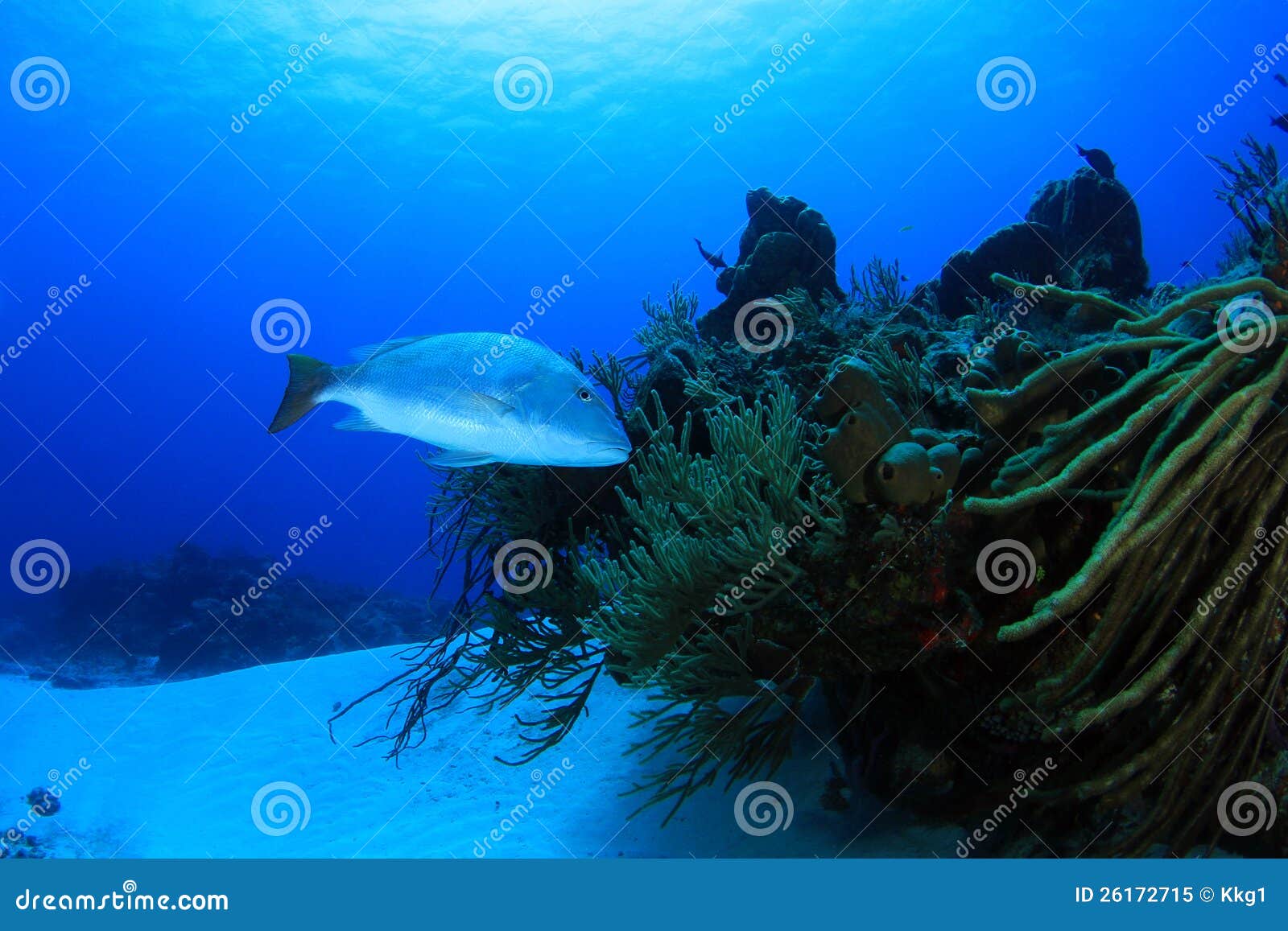 Reef fish stock image. Image of boat, fishes, clear, grouper - 26172715