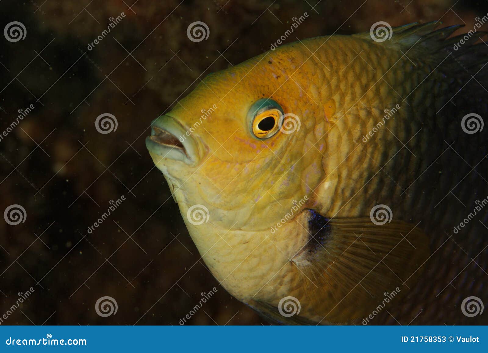 Reef fish - Andaman Sea stock image. Image of life, ocean - 21758353