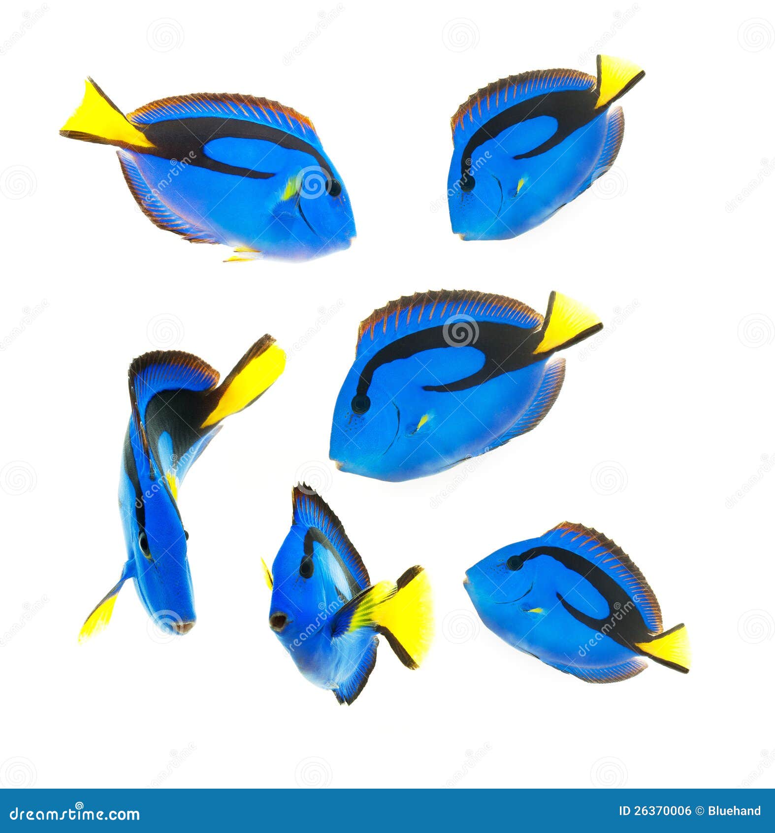 582 Black Tang Fish Photos - Free & Royalty-Free Stock Photos from ...