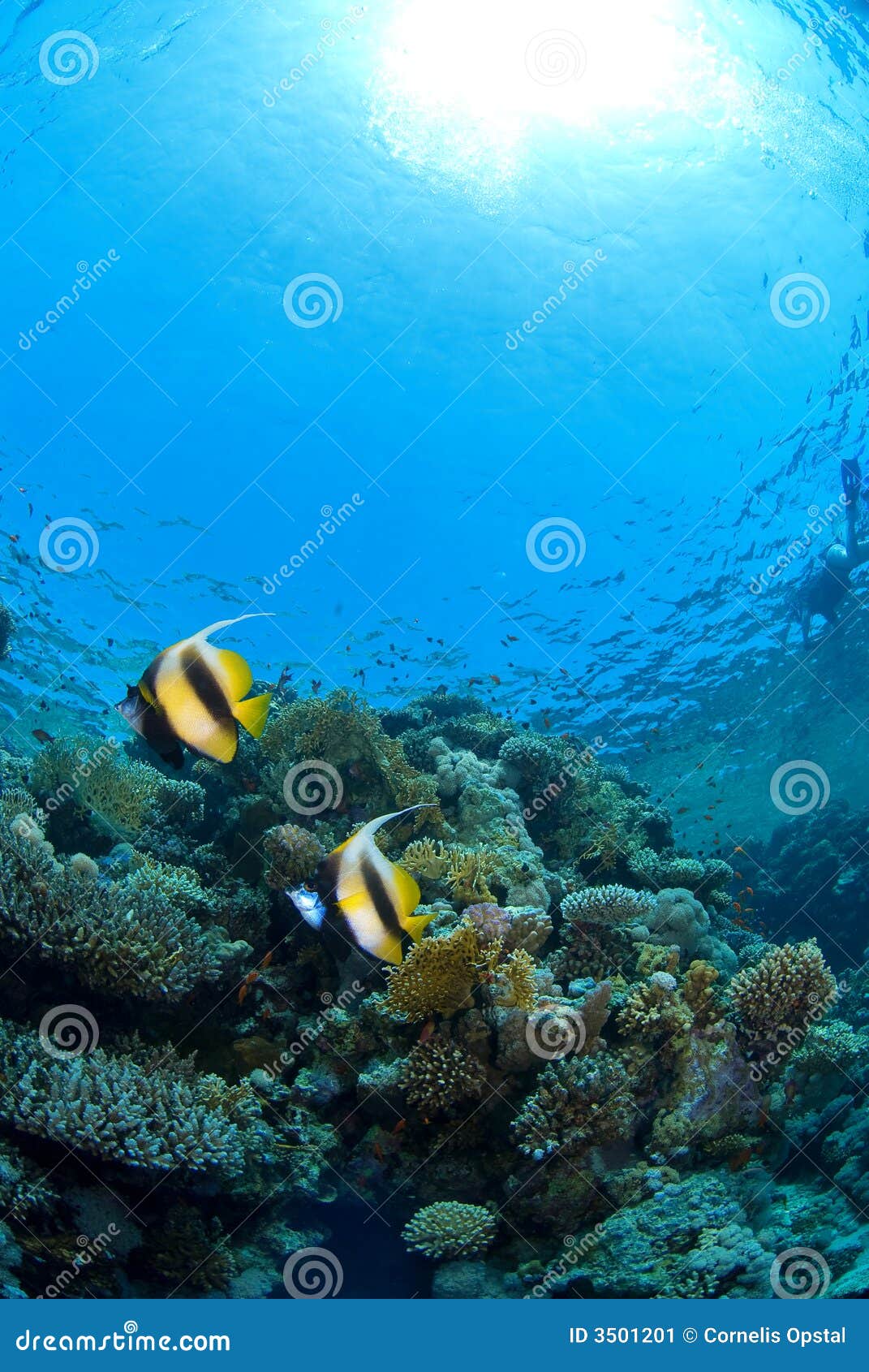 Reef fish on coral stock image. Image of ocean, fish, sport - 3501201