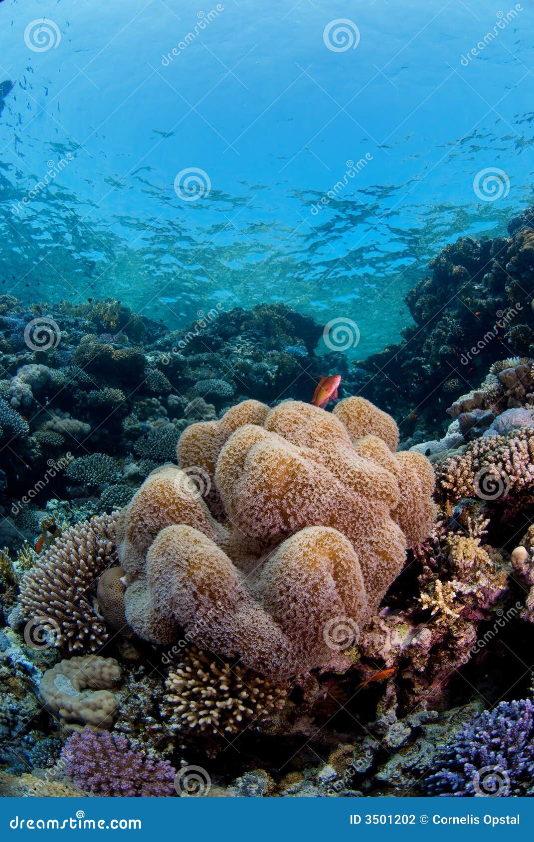Reef fish on coral stock photo. Image of tropical, marine - 3501202