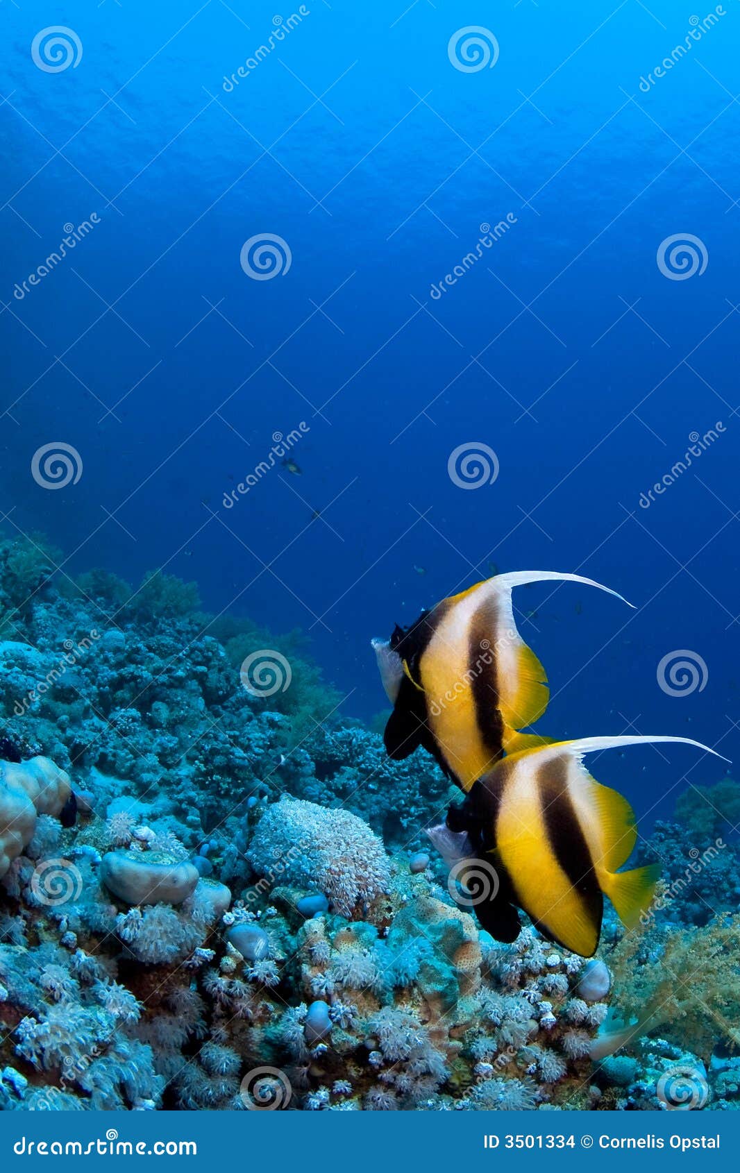 Reef fish on coral stock photo. Image of blue, life, underwater - 3501334
