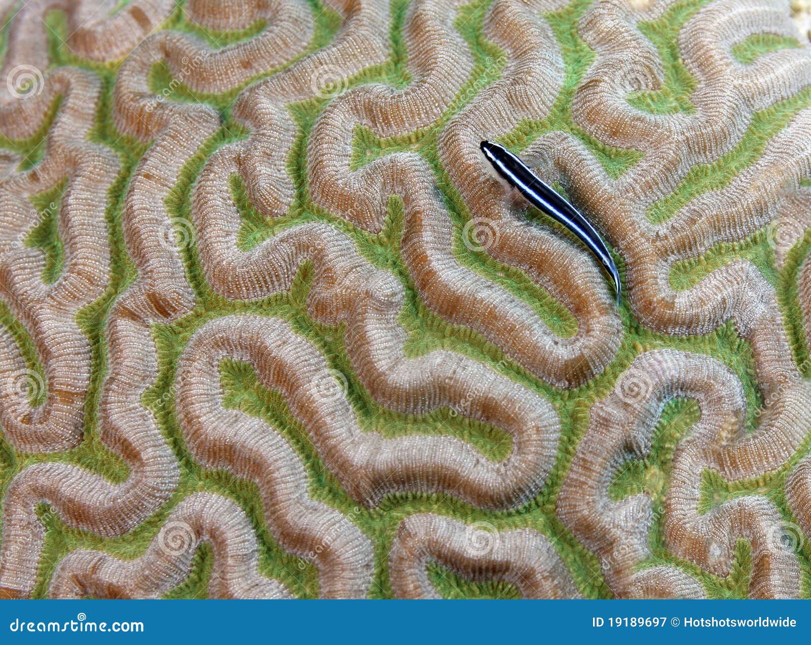 Reef Fish on Coral, Close Up, Roatan, Honduras Stock Image - Image of ...
