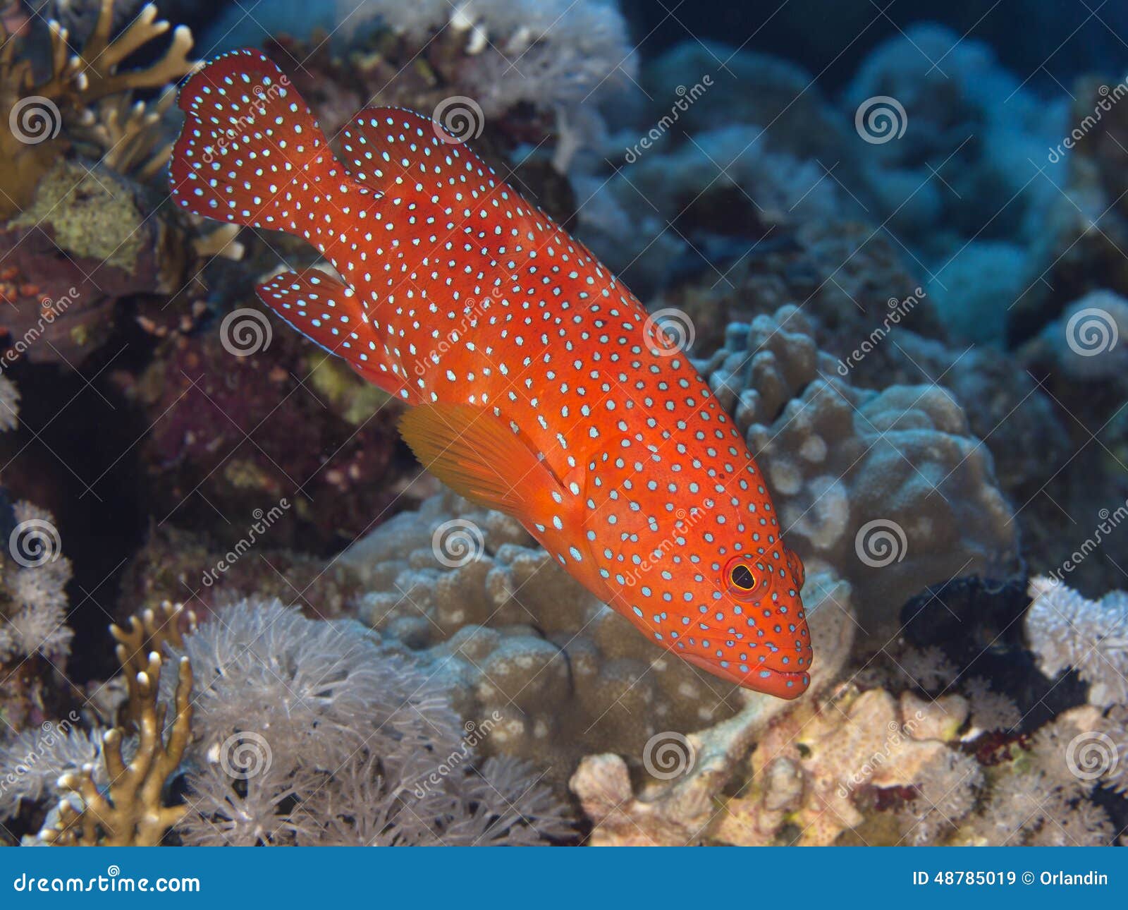 Reef fish Coral hind stock image. Image of tropical, miniata - 48785019
