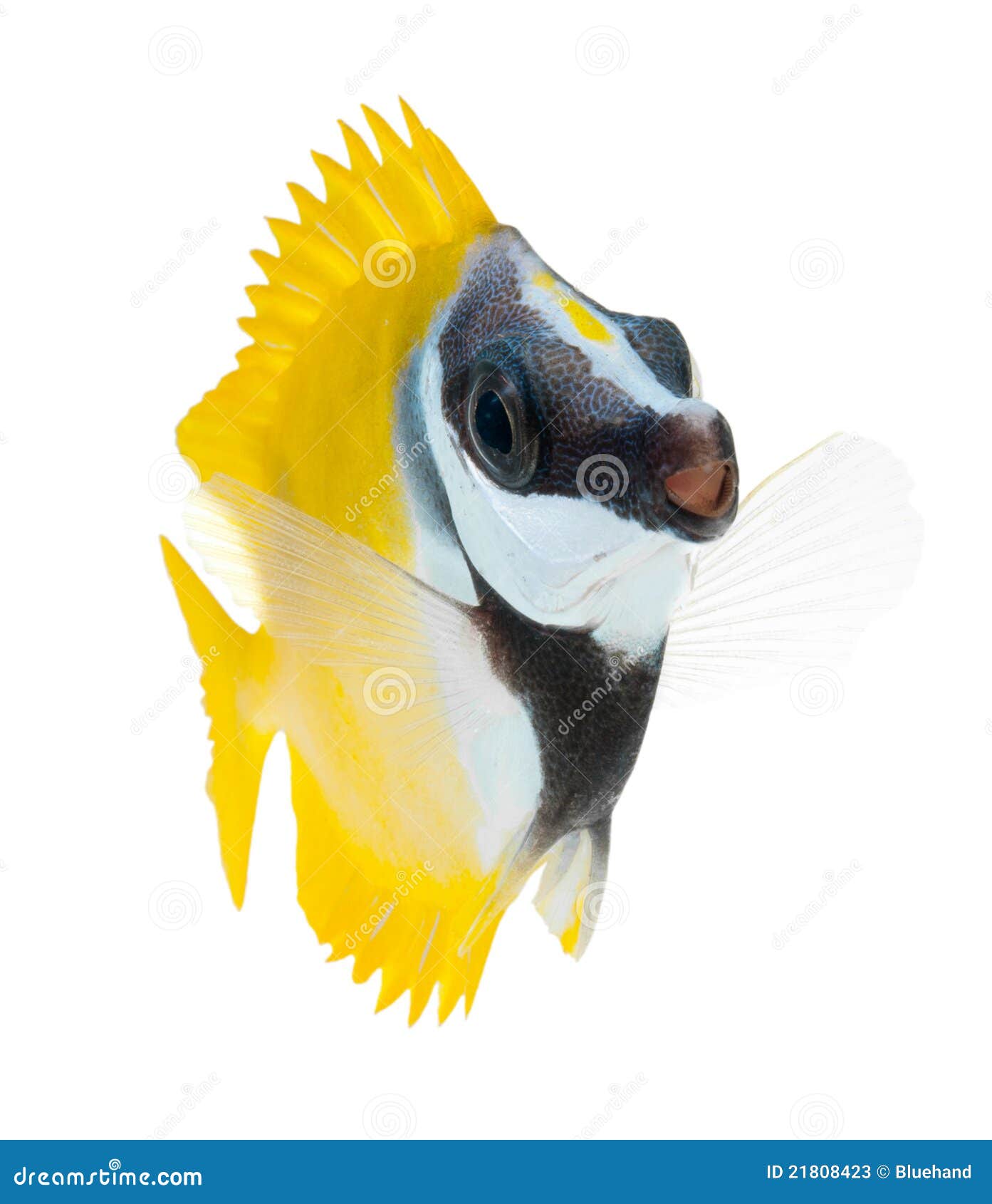 Reef Fish, Foxface Tabbitfish, Isolated on White B Stock Image - Image ...