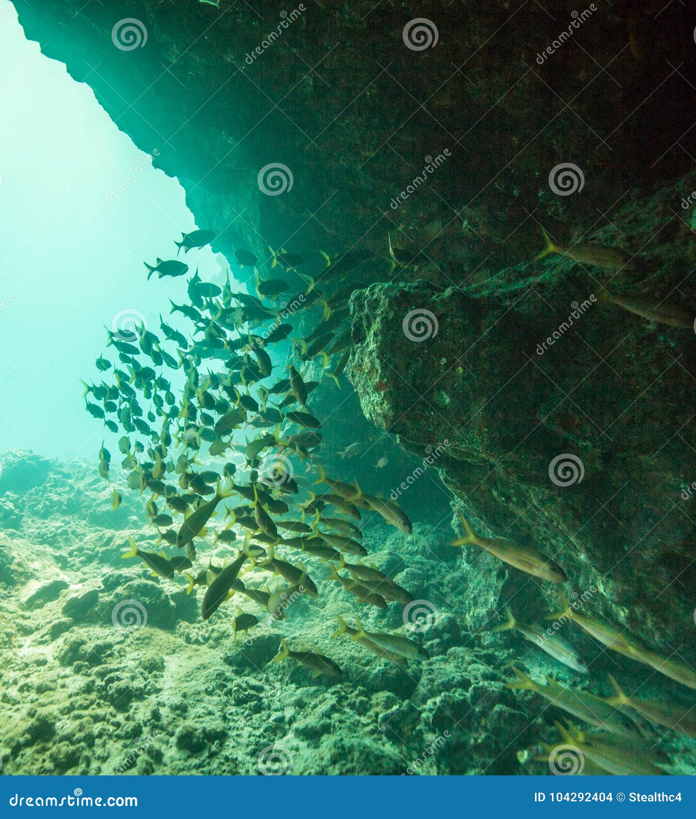 Reef fish of Hawaii stock photo. Image of fish, reef - 104292404