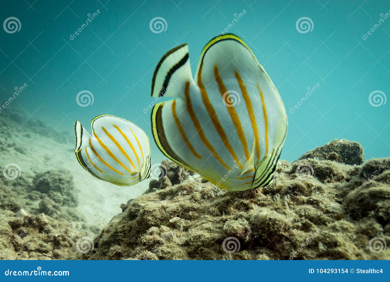 Reef fish of Hawaii stock photo. Image of reef, fish - 104293154