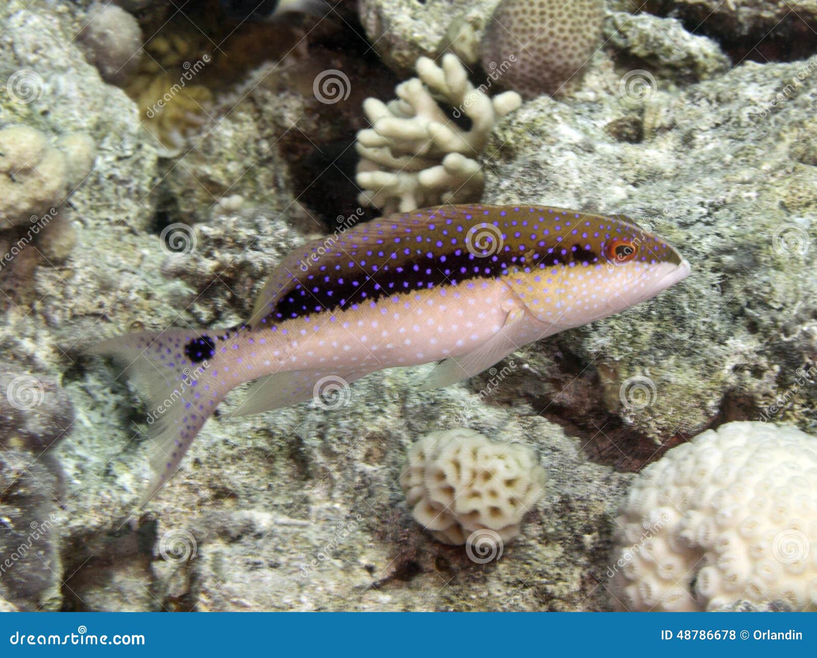 Reef fish Lyretail grouper stock photo. Image of scuba - 48786678