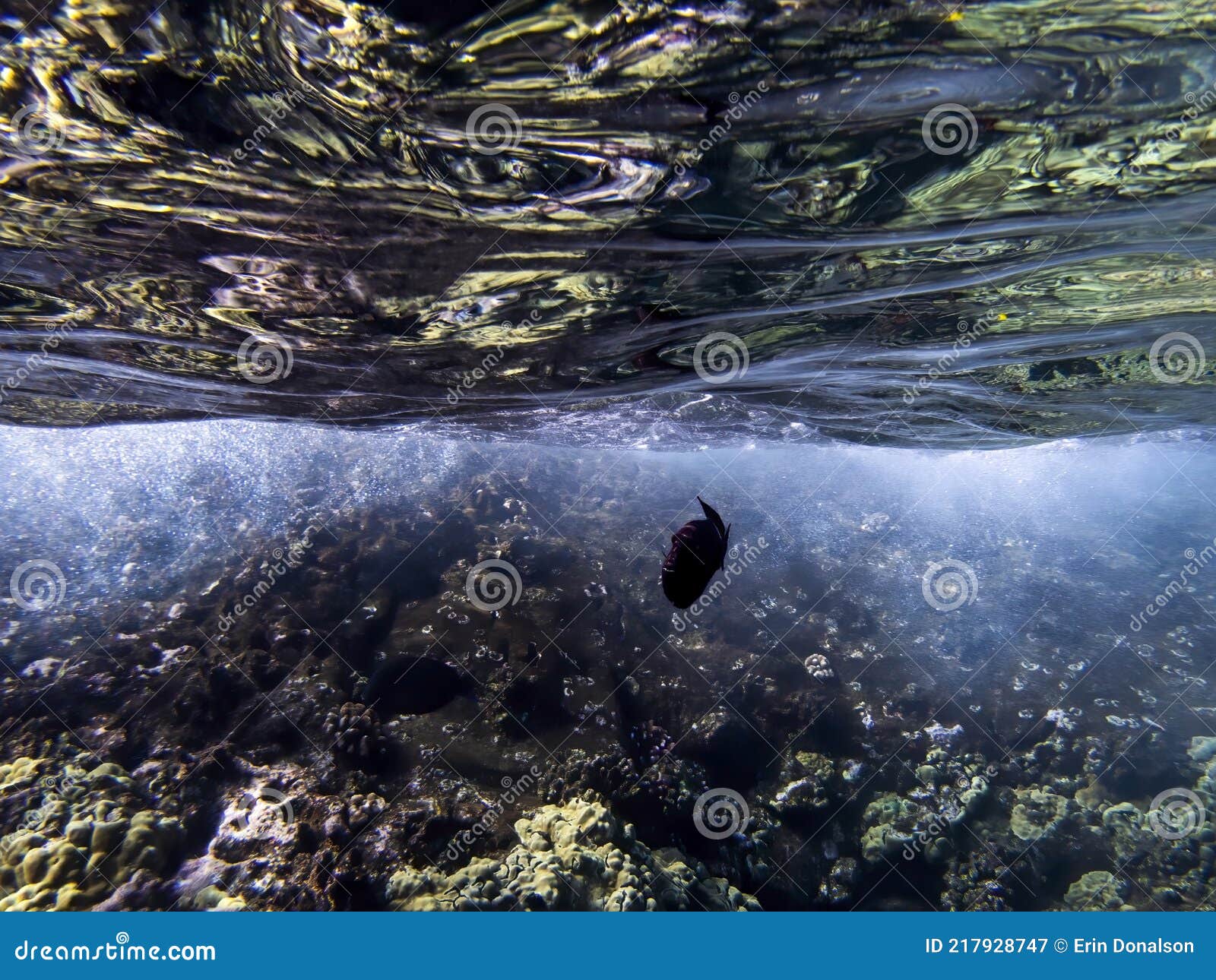 Reef and Fish Reflected in Ocean Surface from Underwater Stock Image ...