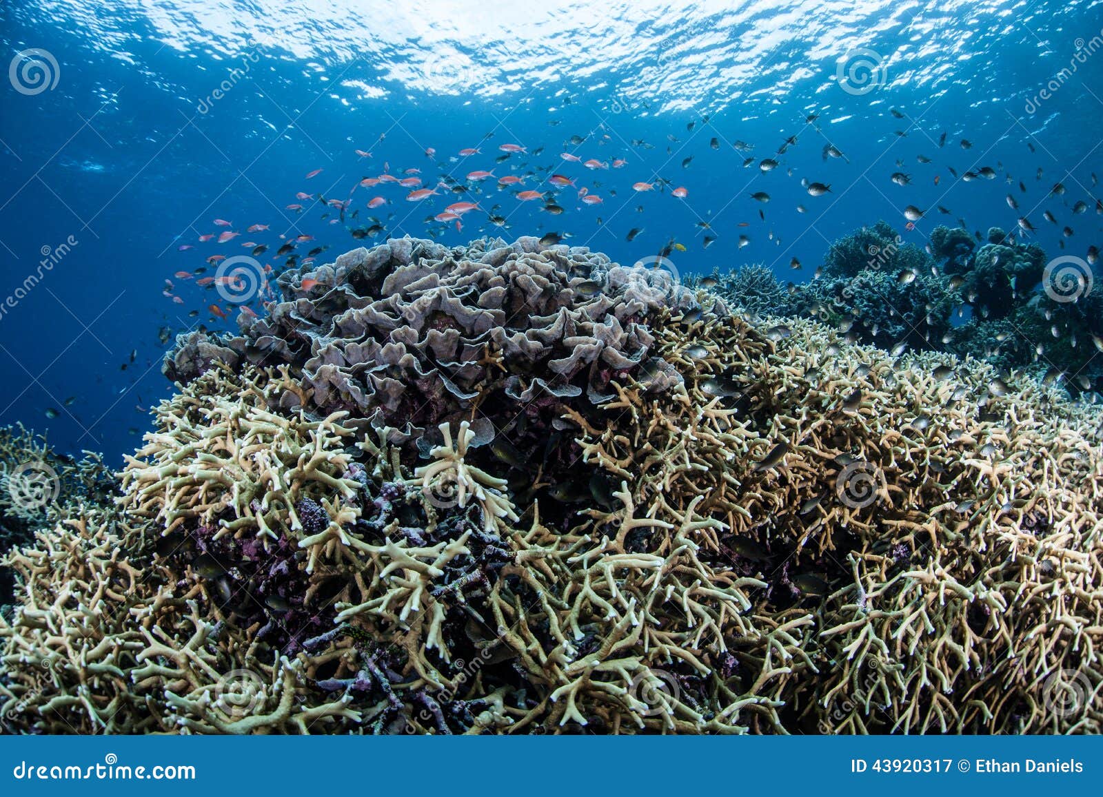 Reef and Fish in Shallow Water Stock Image - Image of light ...