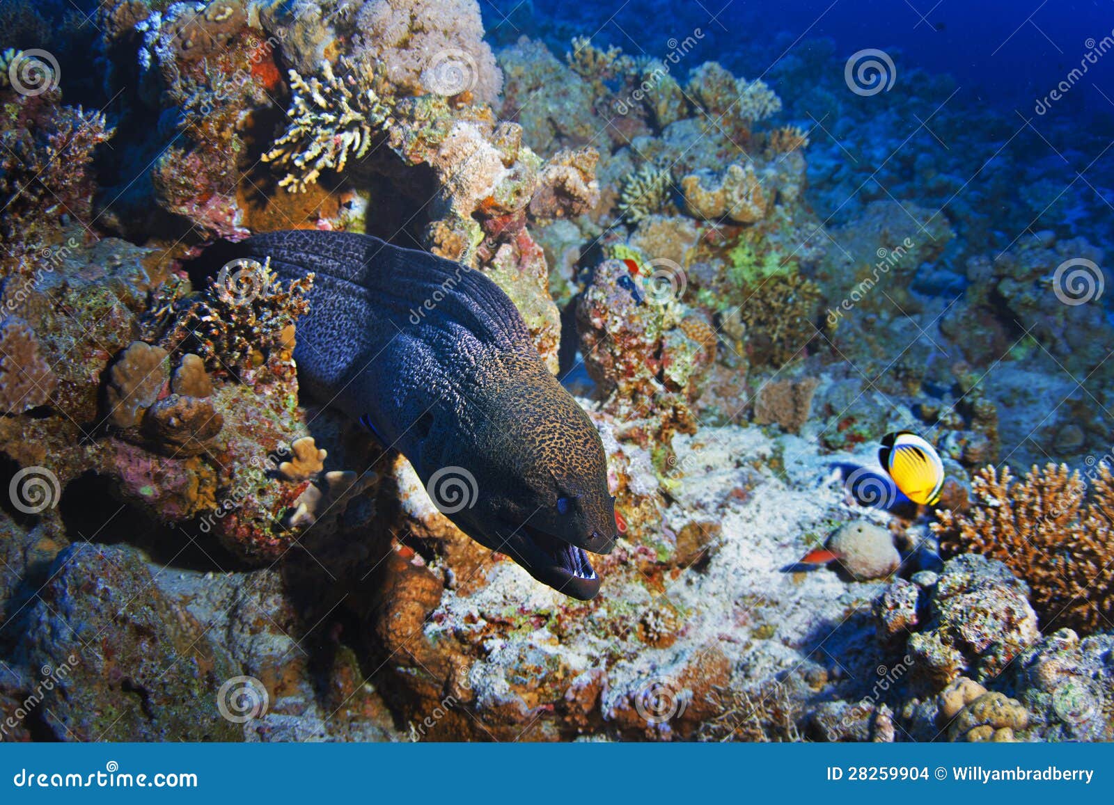 Grey Moray Eel,Gymnothorax Griseus Stock Image | CartoonDealer.com ...